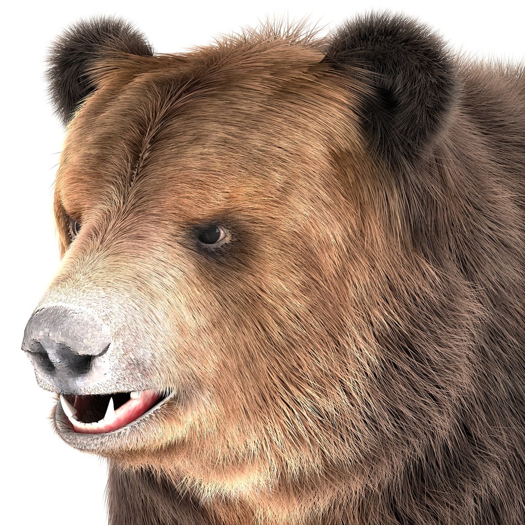 Bear Animal Wildlife Max