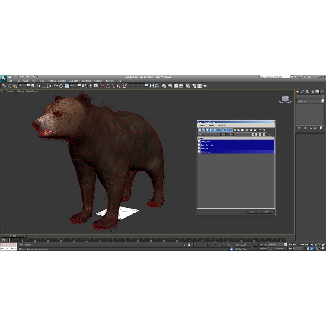 Bear Animal Wildlife Max