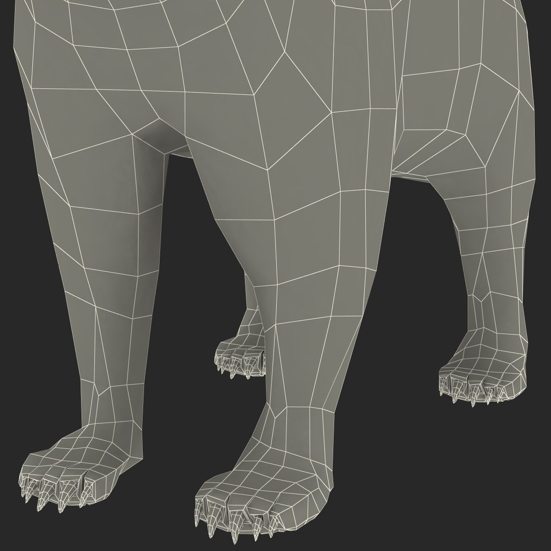 Bear Animal Wildlife Max