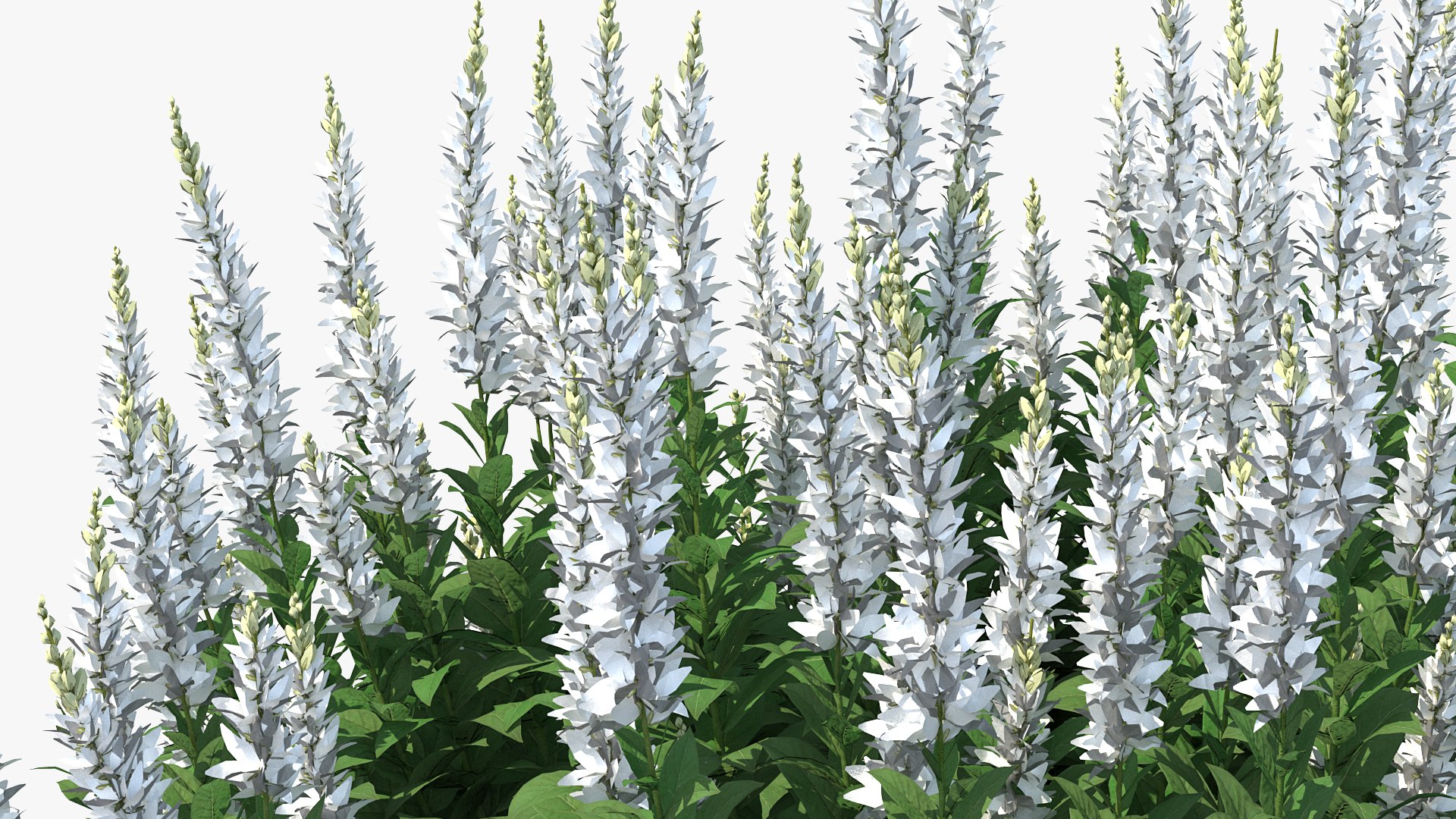 3D Blooming Meadow Sage Snow Model - TurboSquid 1587288
