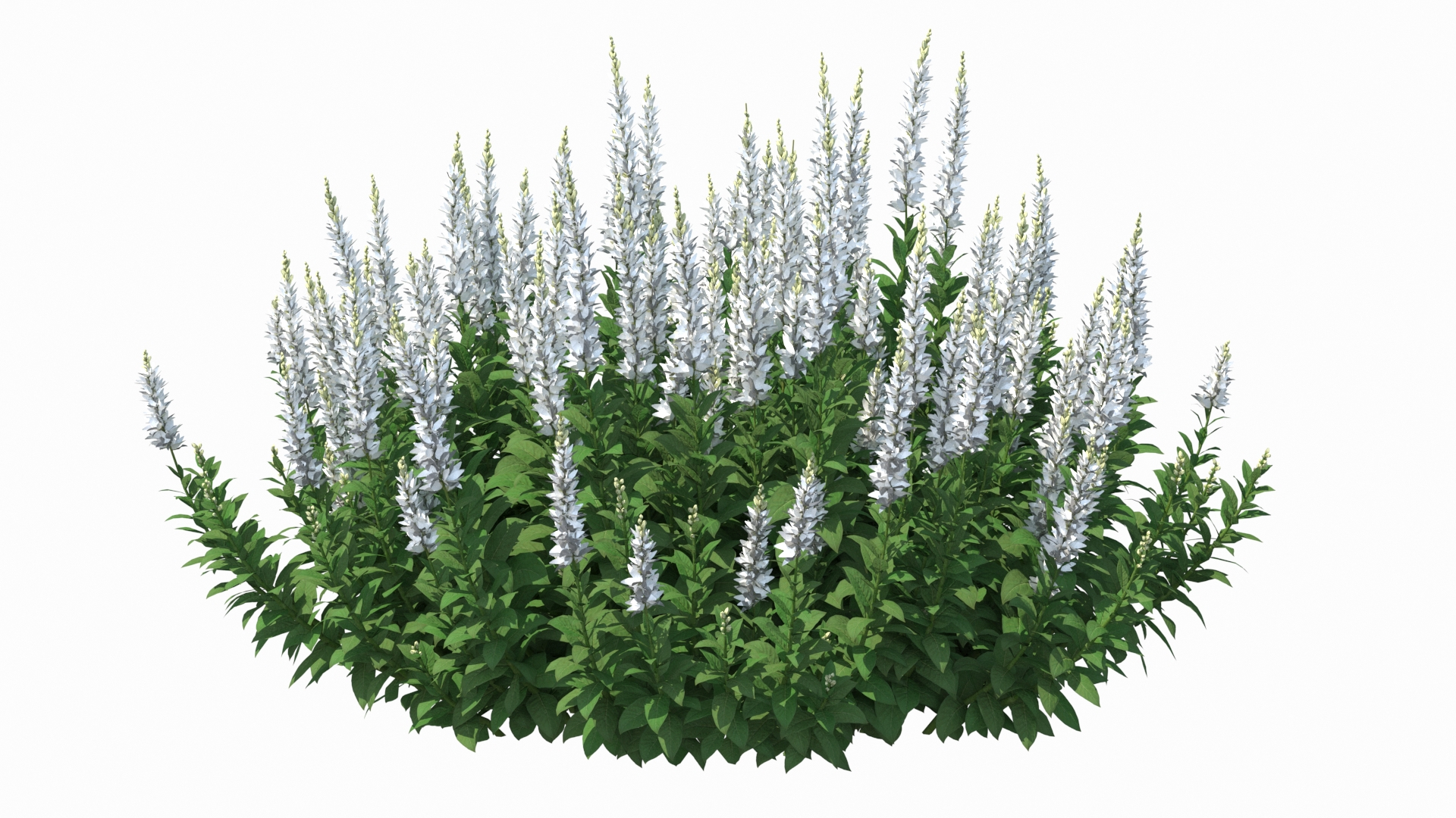 3D Blooming Meadow Sage Snow Model - TurboSquid 1587288