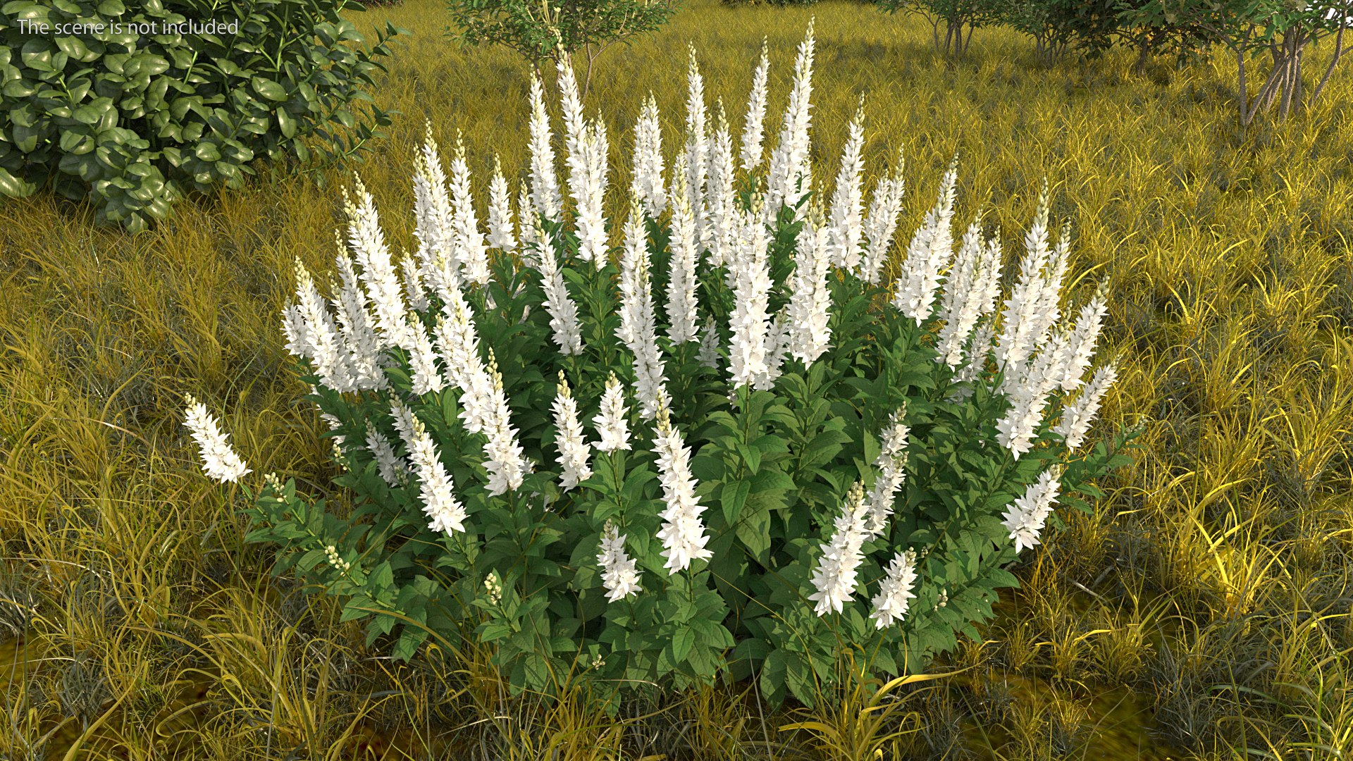 3D Blooming Meadow Sage Snow Model - TurboSquid 1587288
