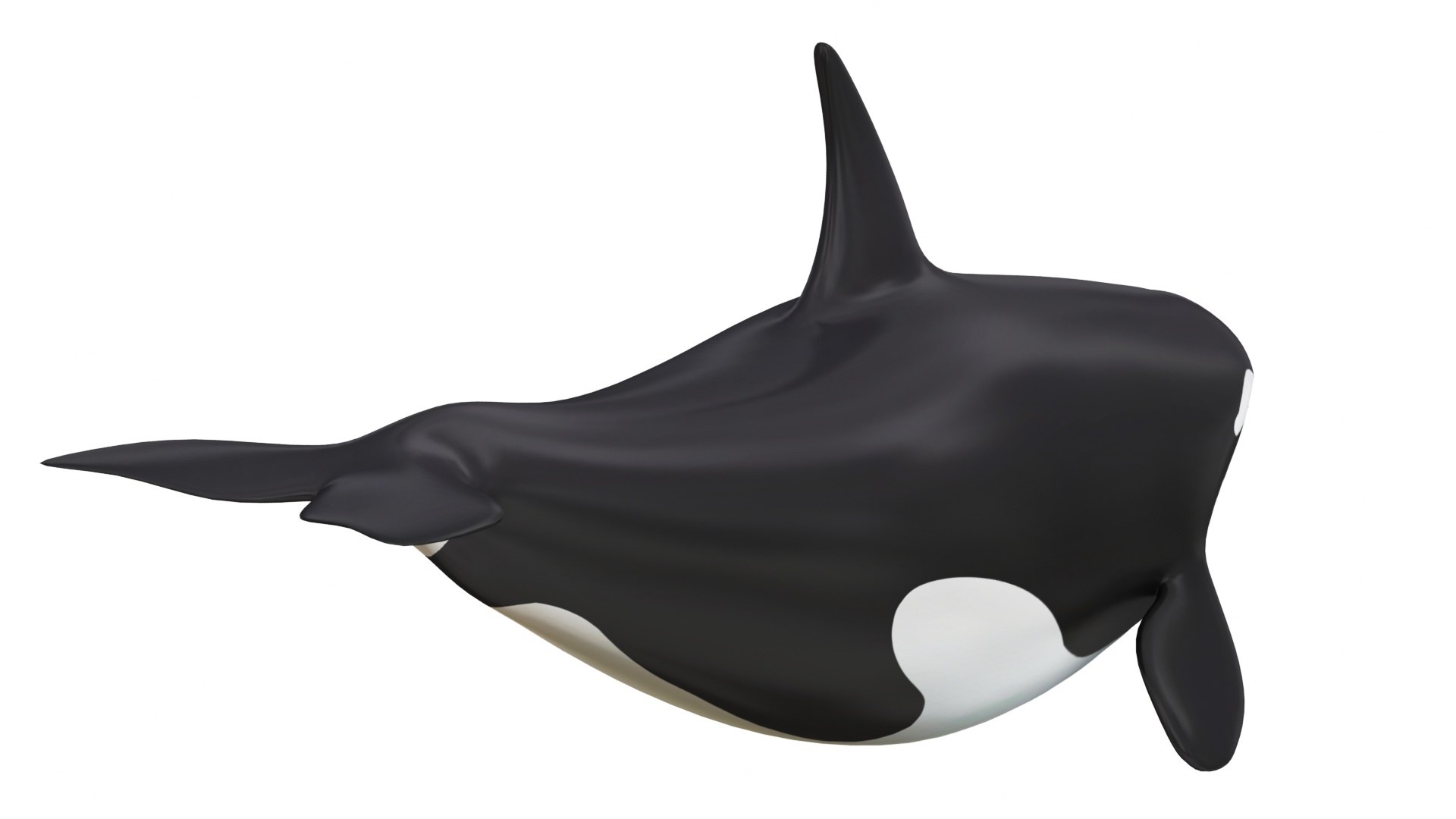 Cartoon Killer Whale 3D Model - TurboSquid 2082405