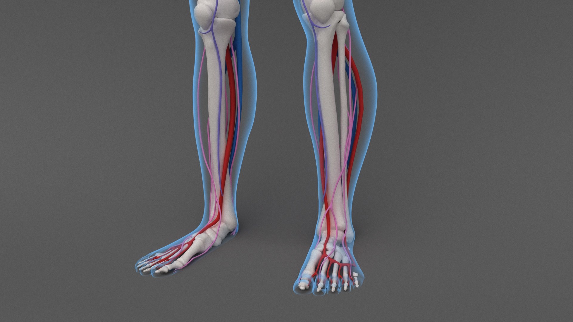 Human body organs blood circulation 3D - TurboSquid 2155313