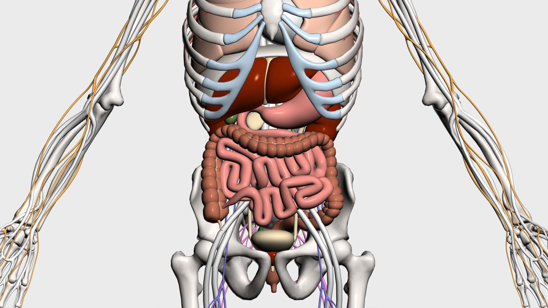 Human body organs blood circulation 3D - TurboSquid 2155313