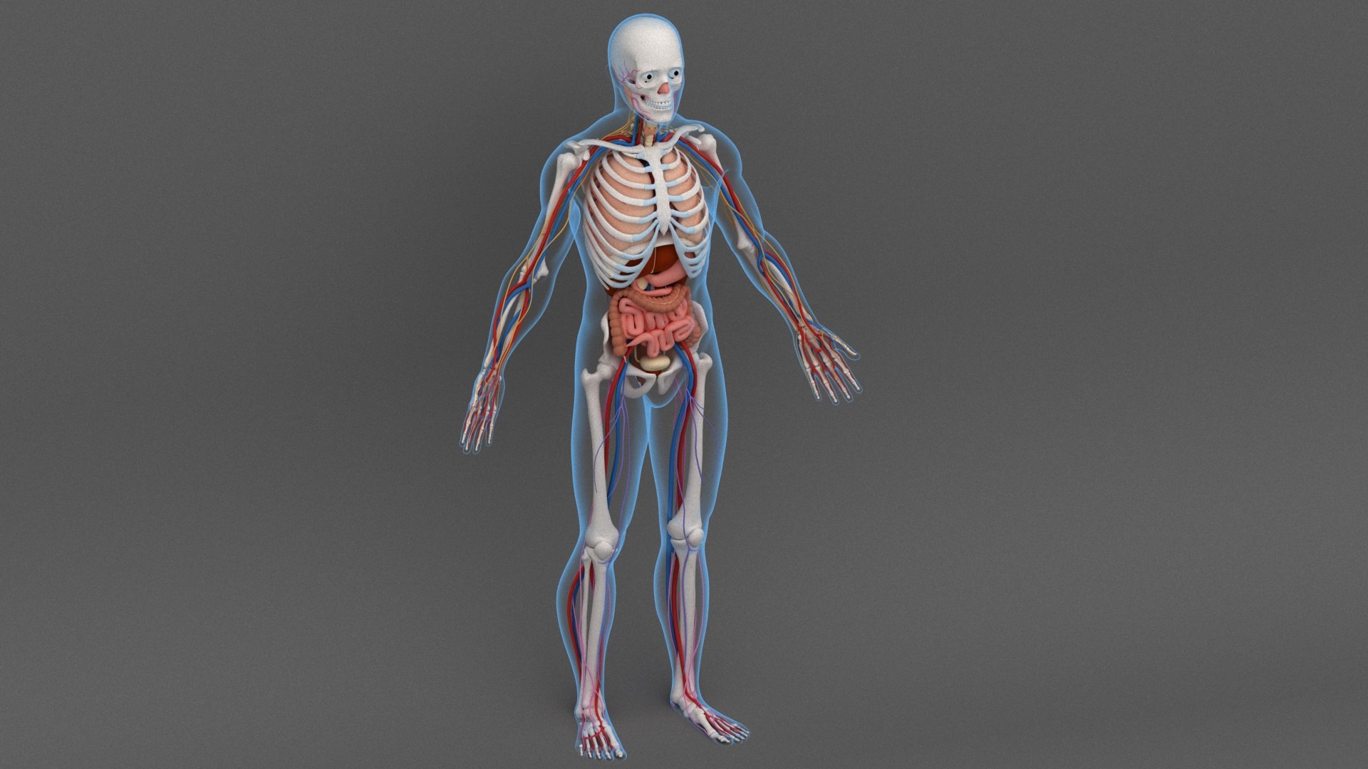 Human body organs blood circulation 3D - TurboSquid 2155313