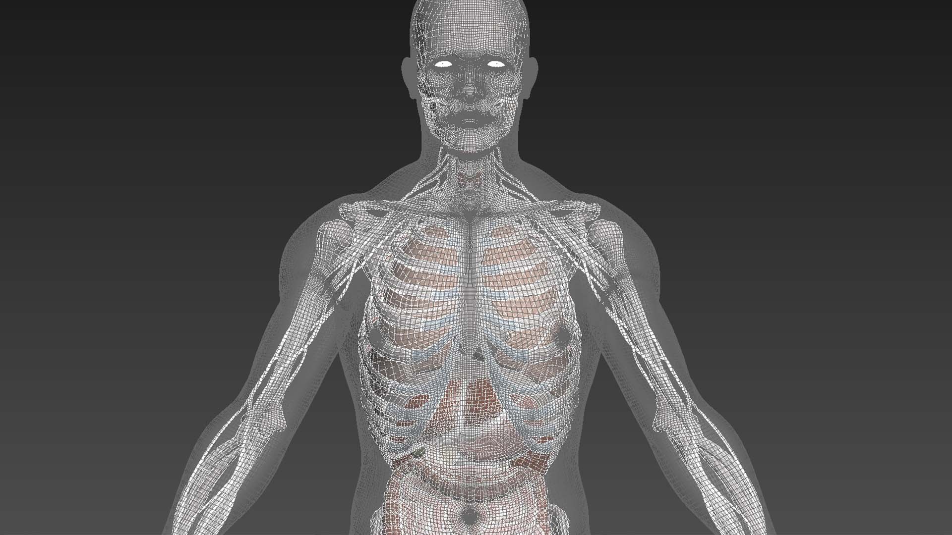 Human body organs blood circulation 3D - TurboSquid 2155313