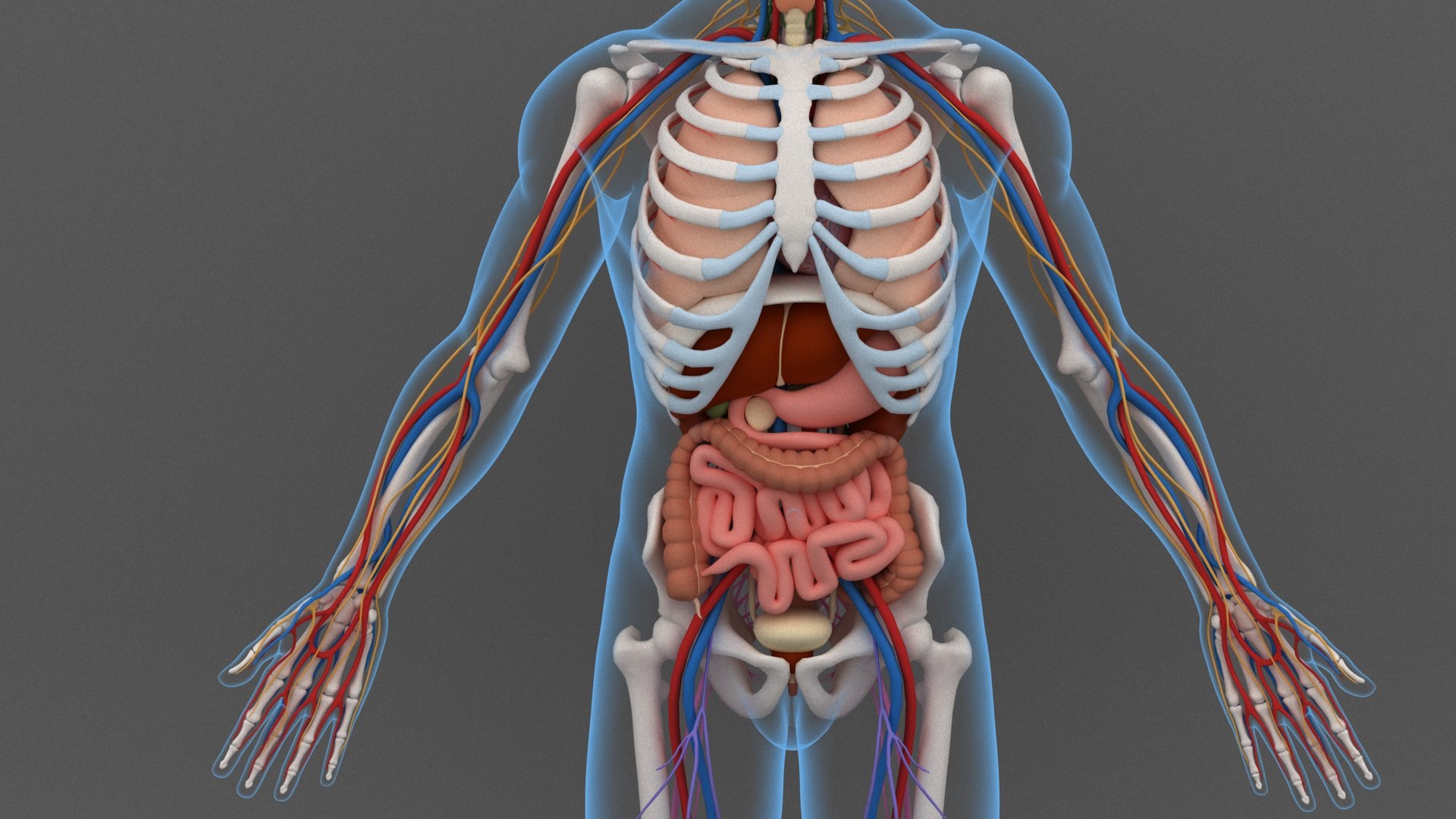 Human body organs blood circulation 3D - TurboSquid 2155313