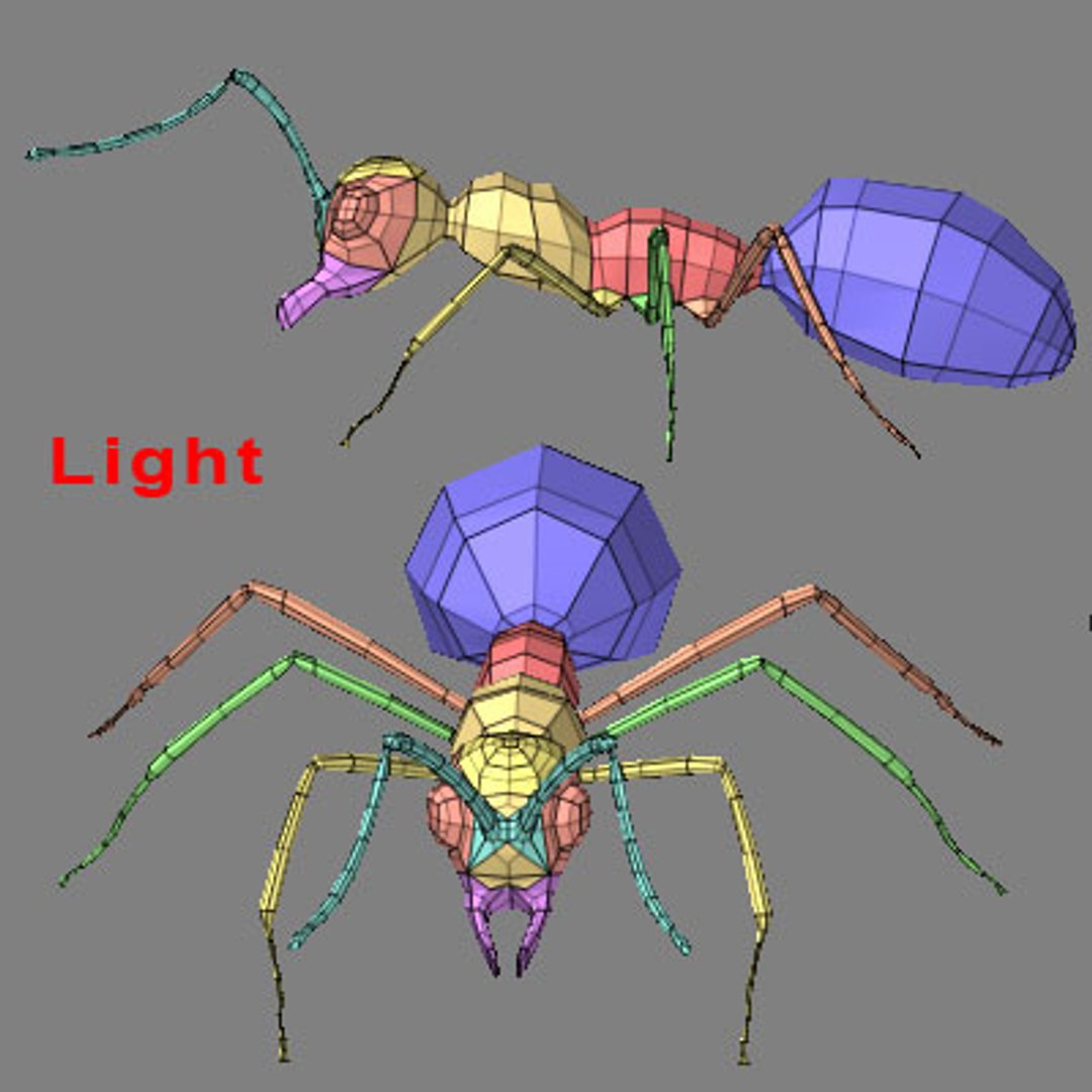 3d Ant Model