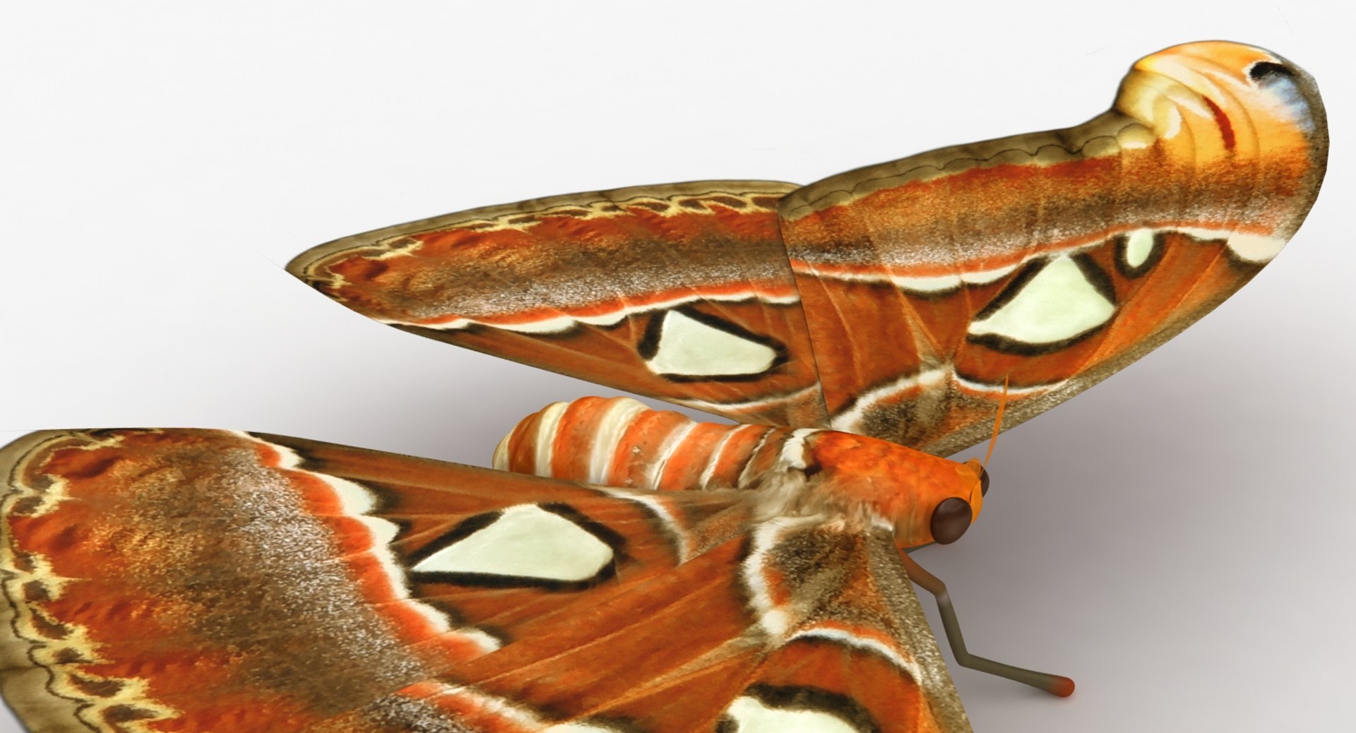 3D realistic attacus atlas - TurboSquid 1397440
