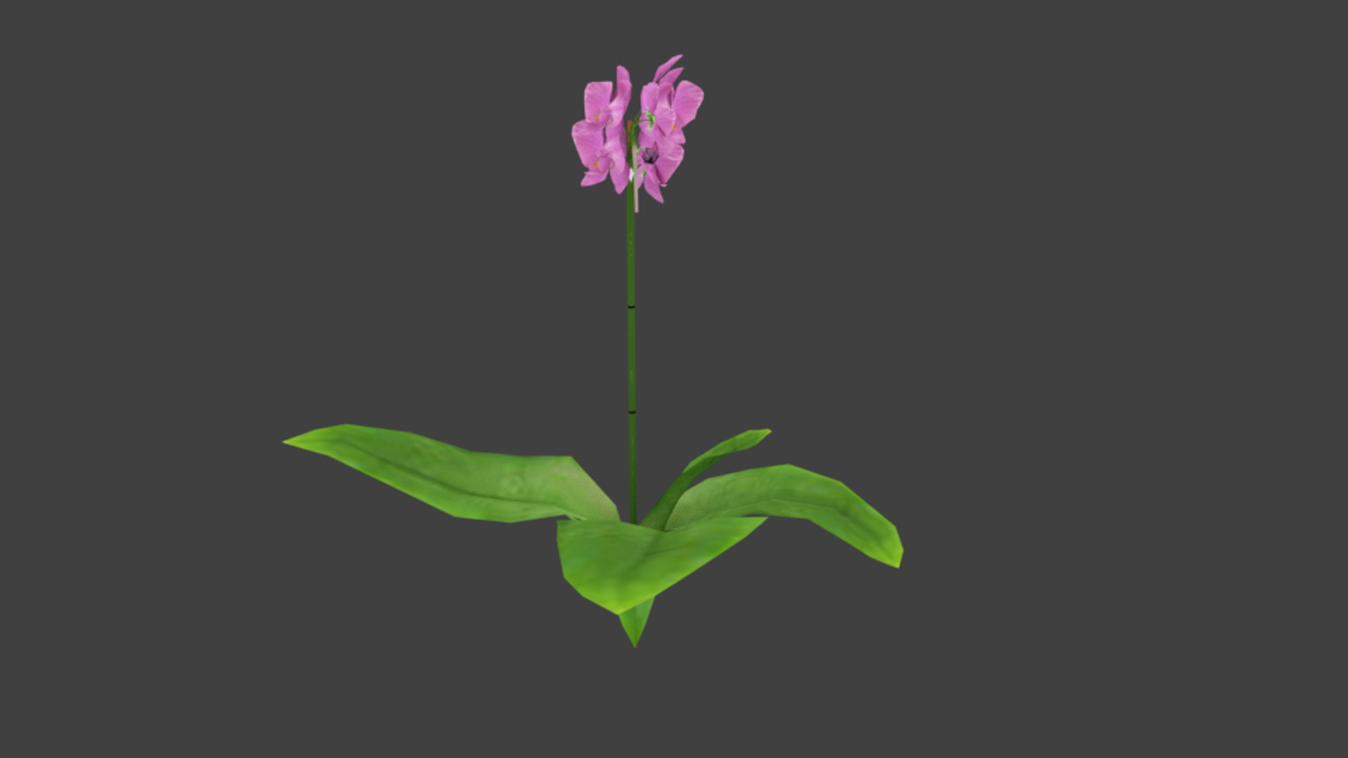Beautiful Orchid Model - TurboSquid 1445707