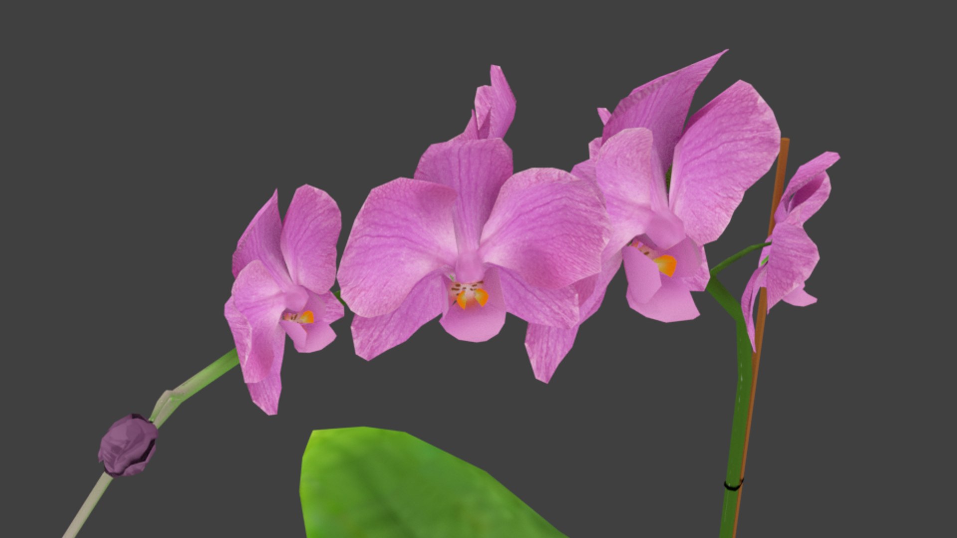 Beautiful Orchid Model - TurboSquid 1445707