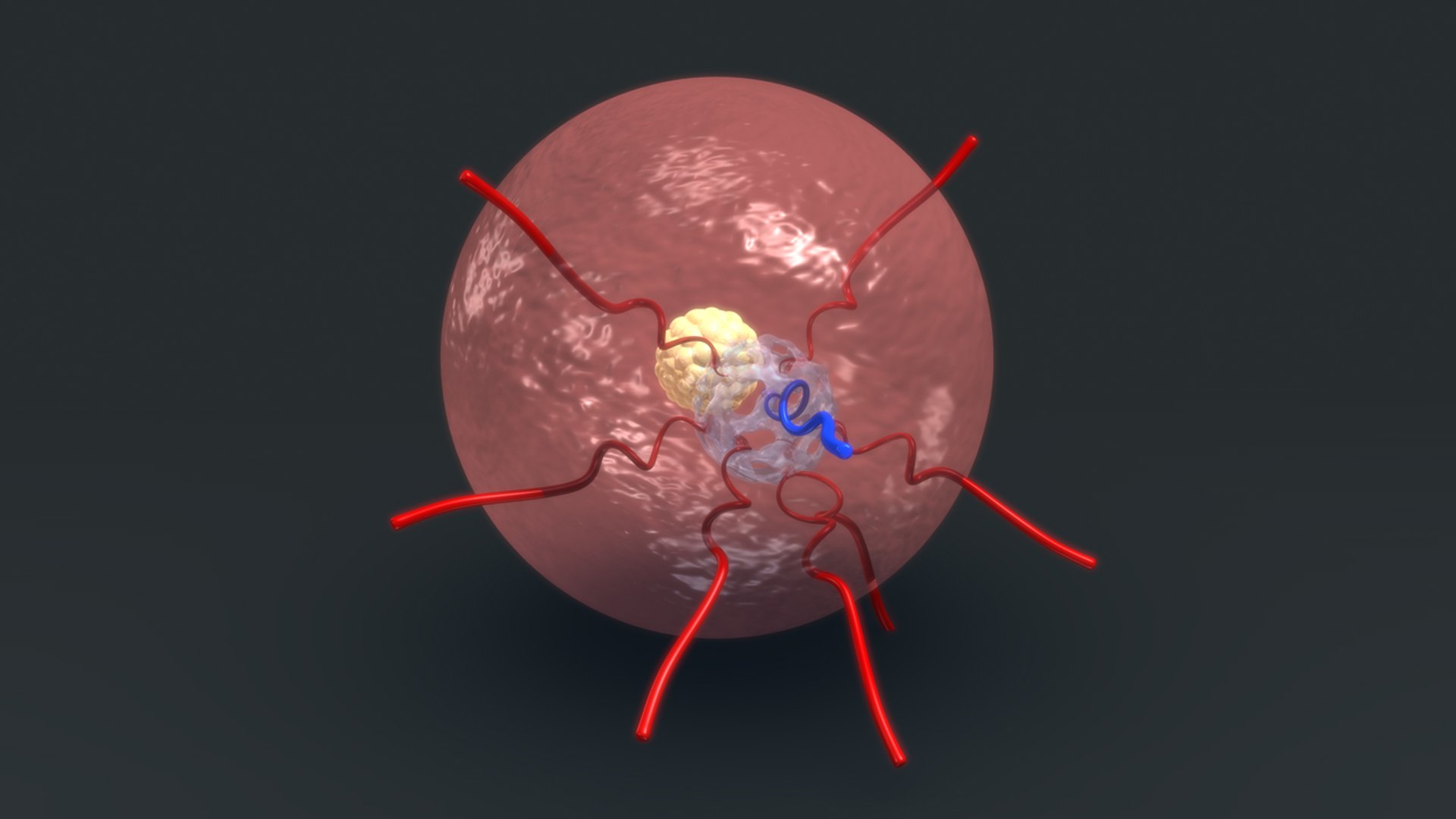 Blastocyst Endometrio 3d Model