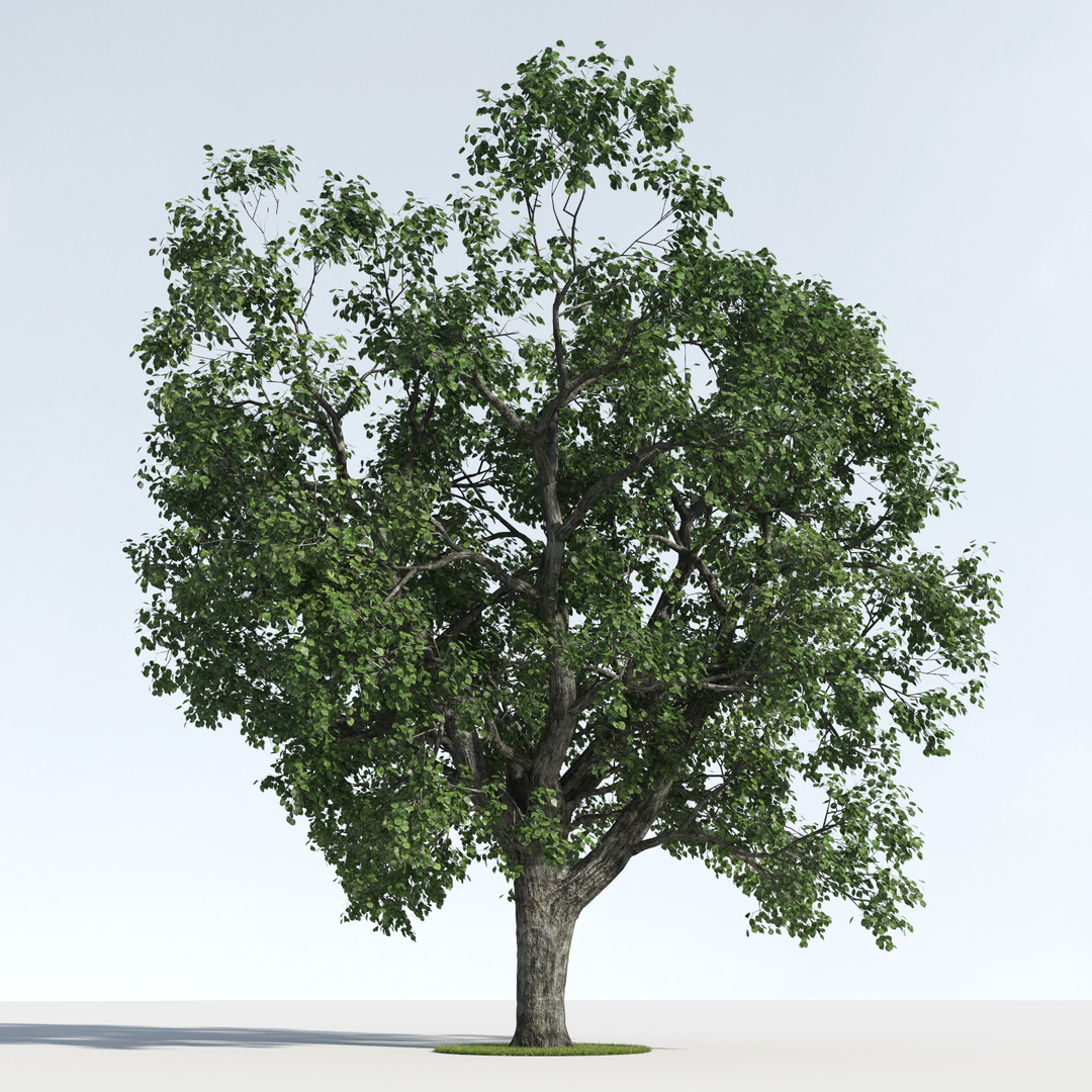Trees model - TurboSquid 1349216