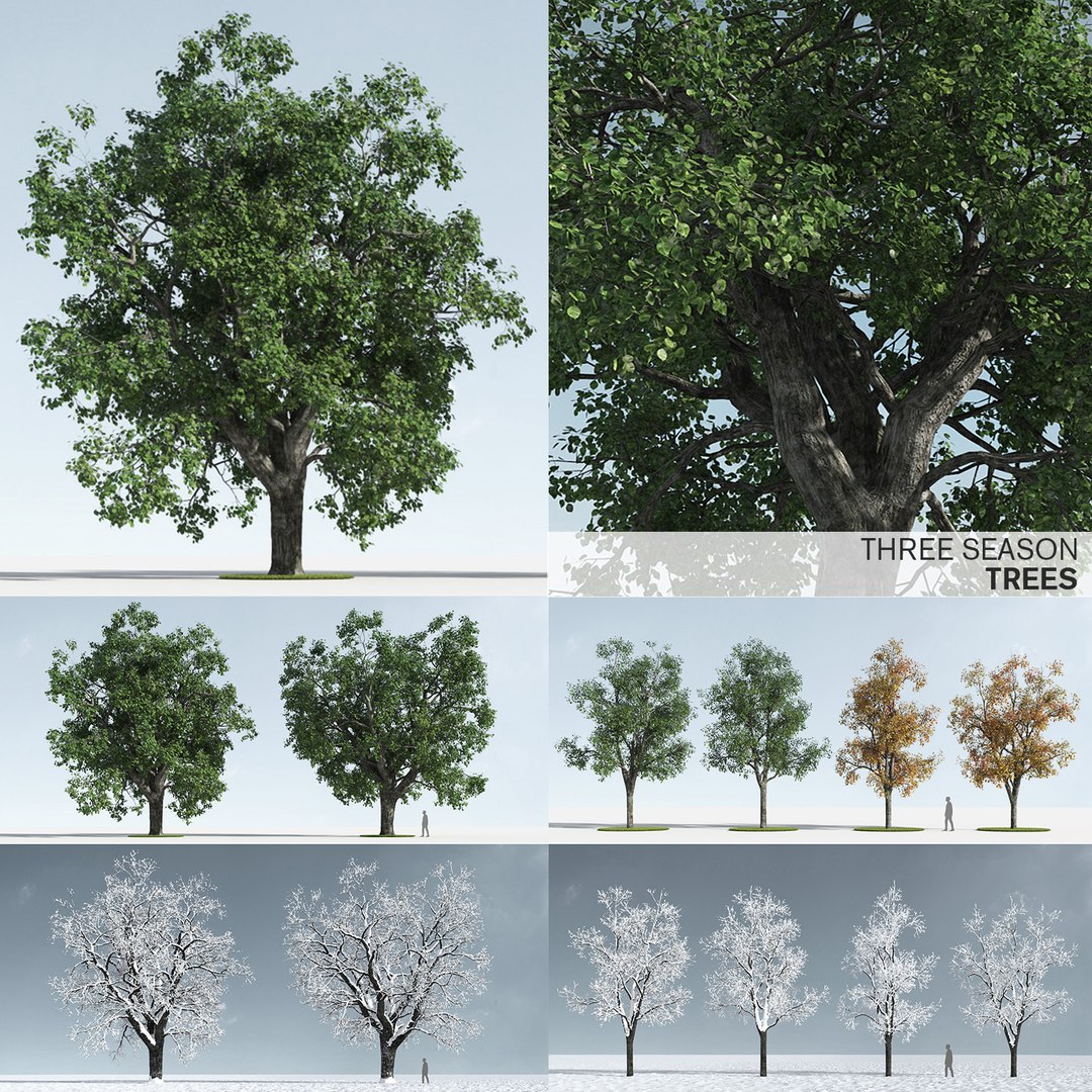 Trees Model - TurboSquid 1349216