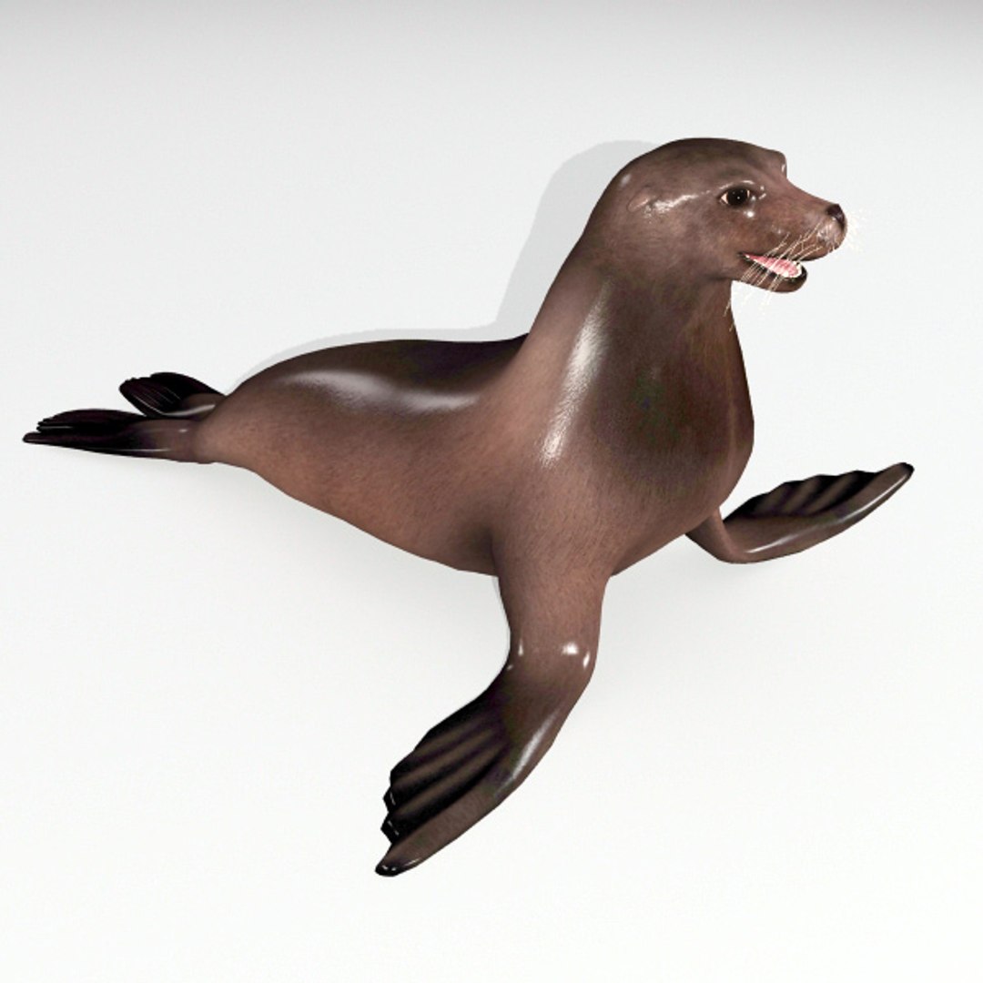 Sea Seal 3d Model