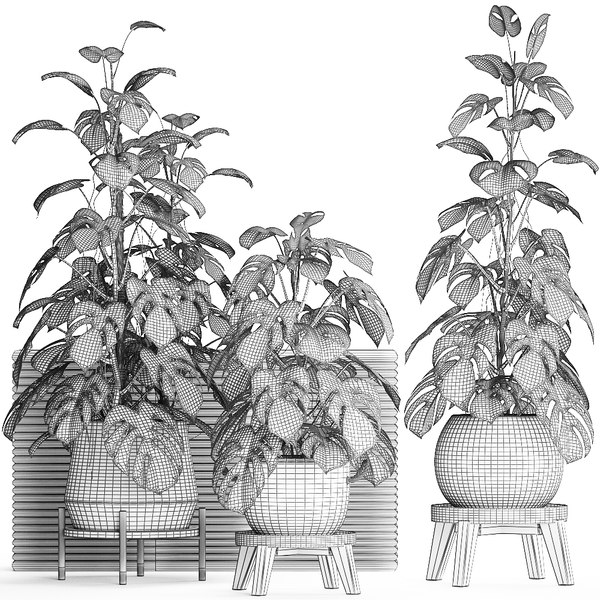 3D exotic plants monstera - TurboSquid 1513628