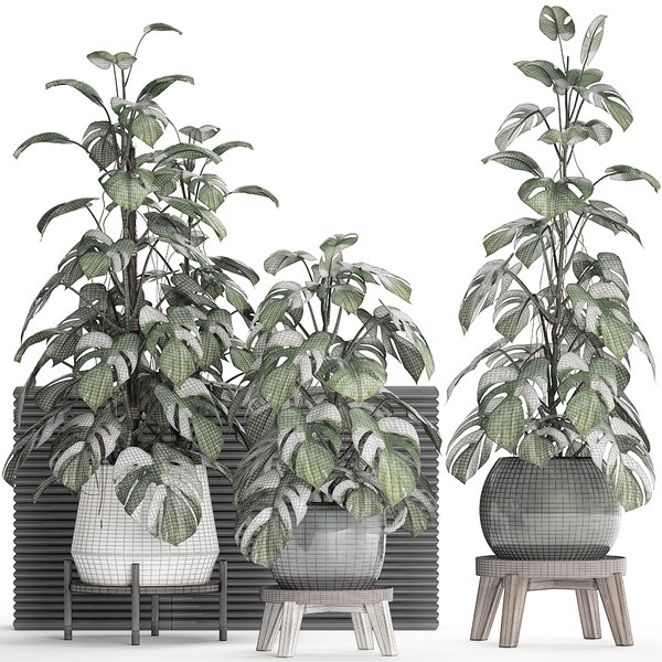 3D exotic plants monstera - TurboSquid 1513628