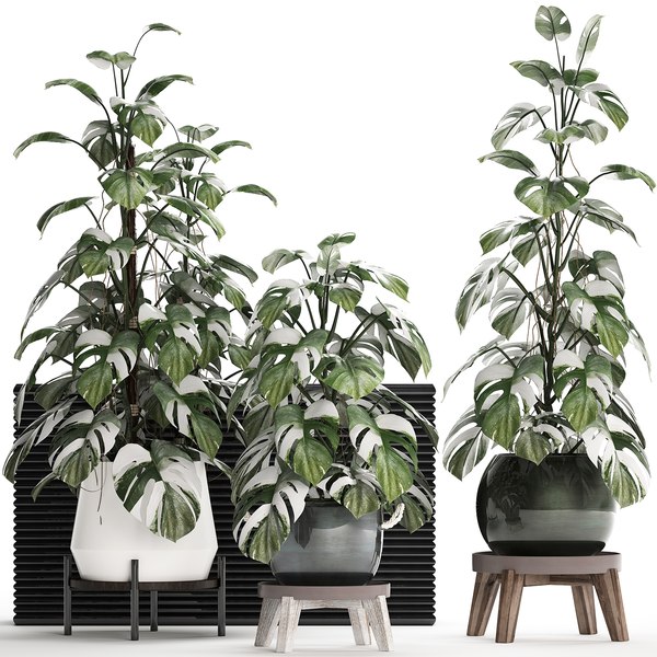 3D exotic plants monstera - TurboSquid 1513628