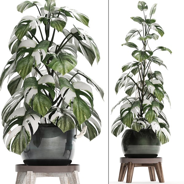 3D exotic plants monstera - TurboSquid 1513628