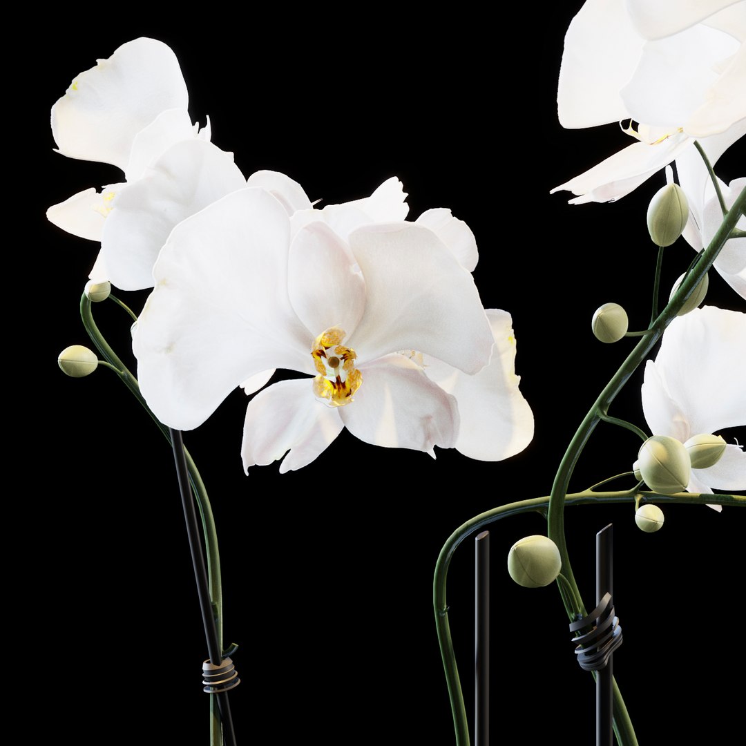 Orchid flower model - TurboSquid 1466370