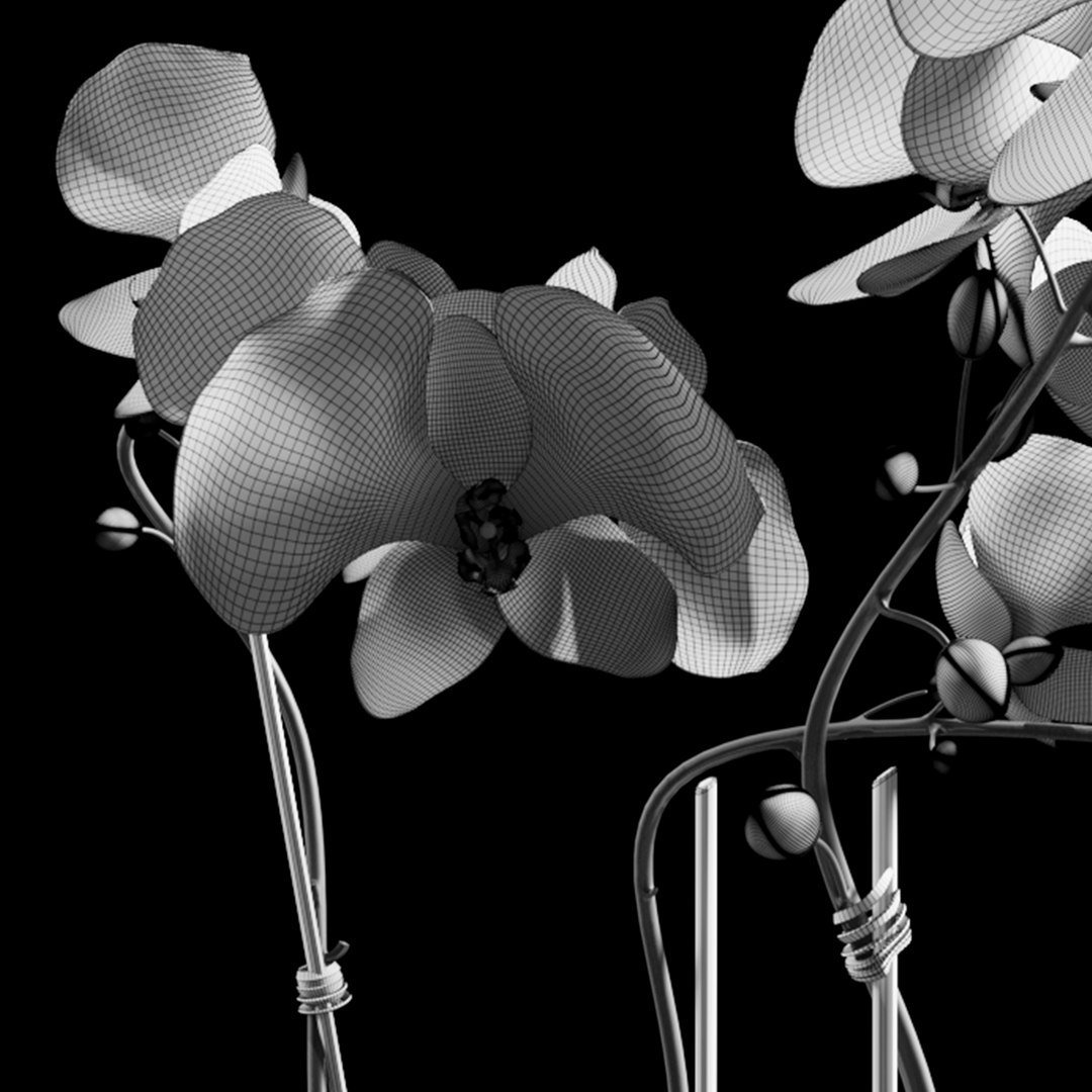 Orchid flower model - TurboSquid 1466370