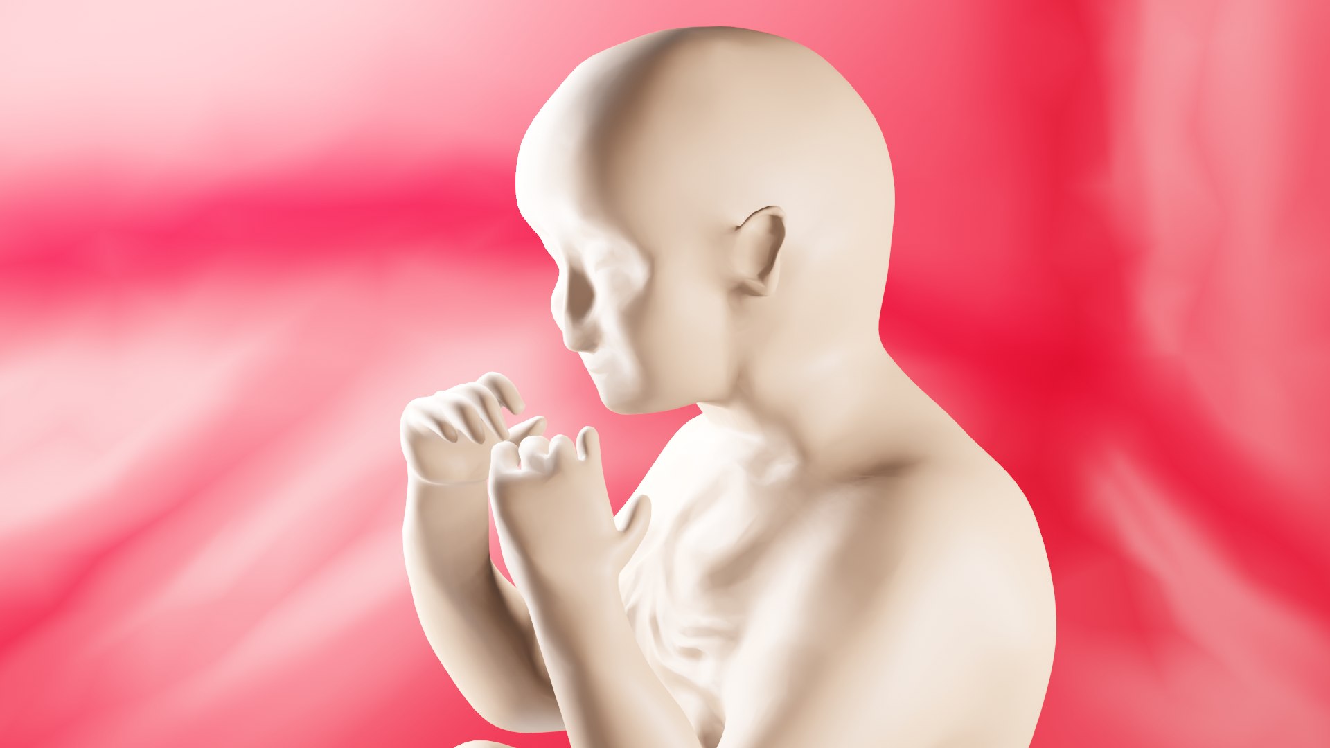 Fetus Model - TurboSquid 1858020