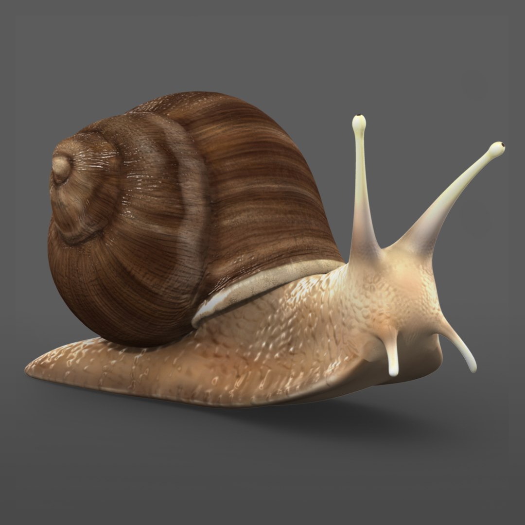 research snail obj