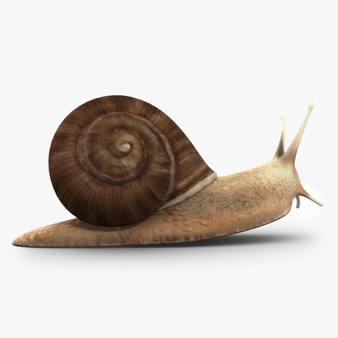 Research Snail Obj