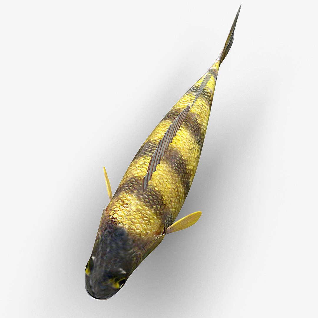 3D Perch Fish - TurboSquid 1535931