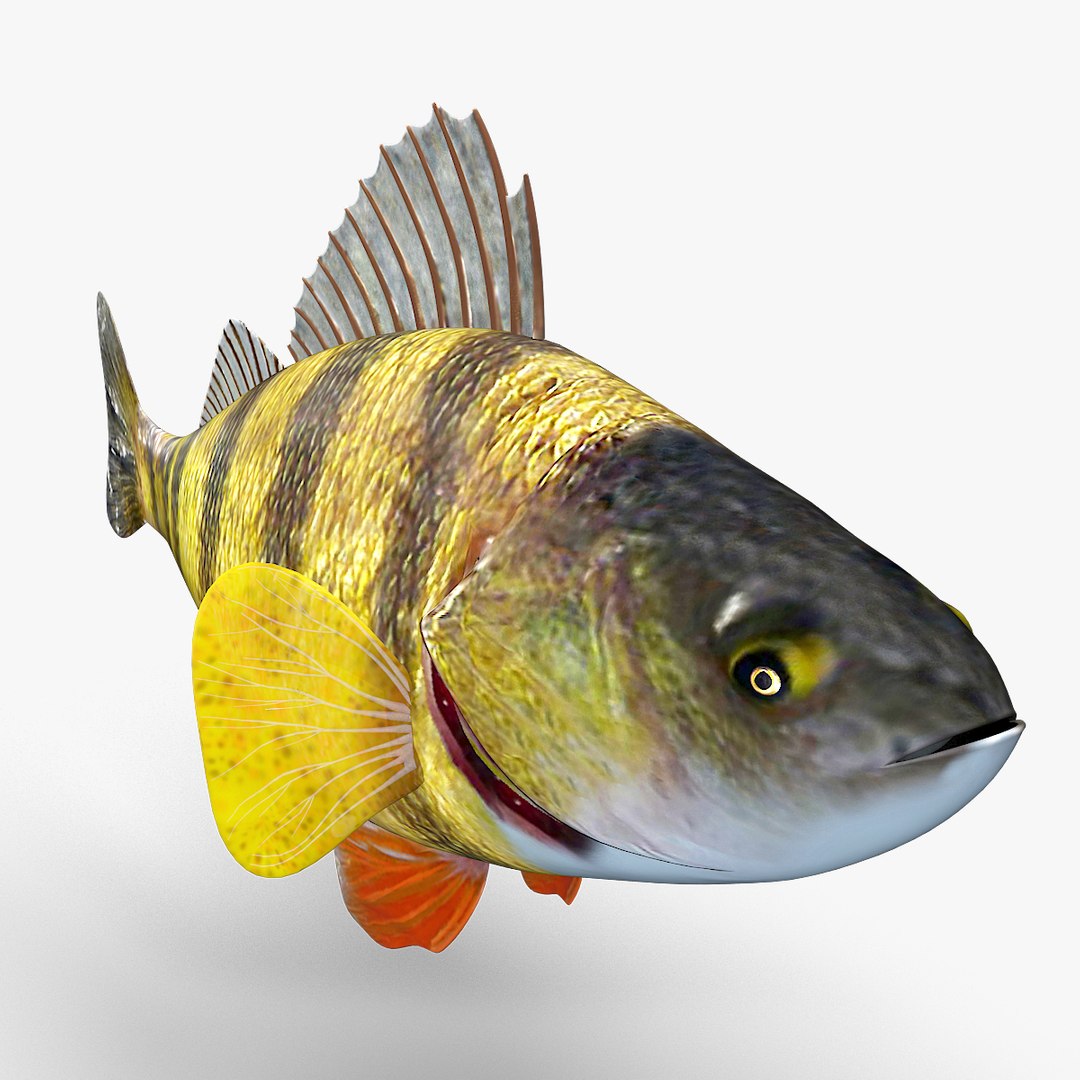 3D Perch Fish - TurboSquid 1535931