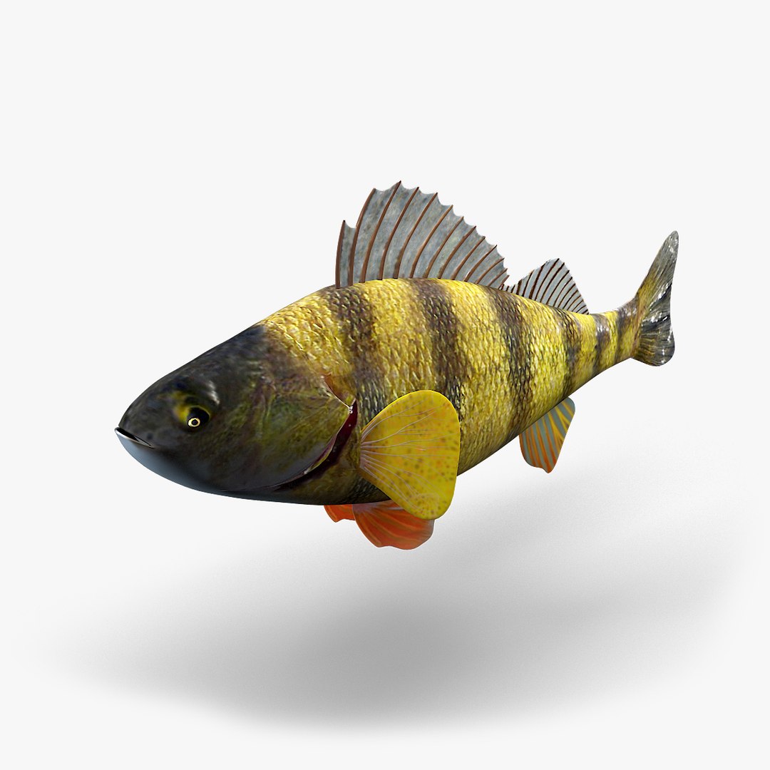 3D Perch Fish - TurboSquid 1535931