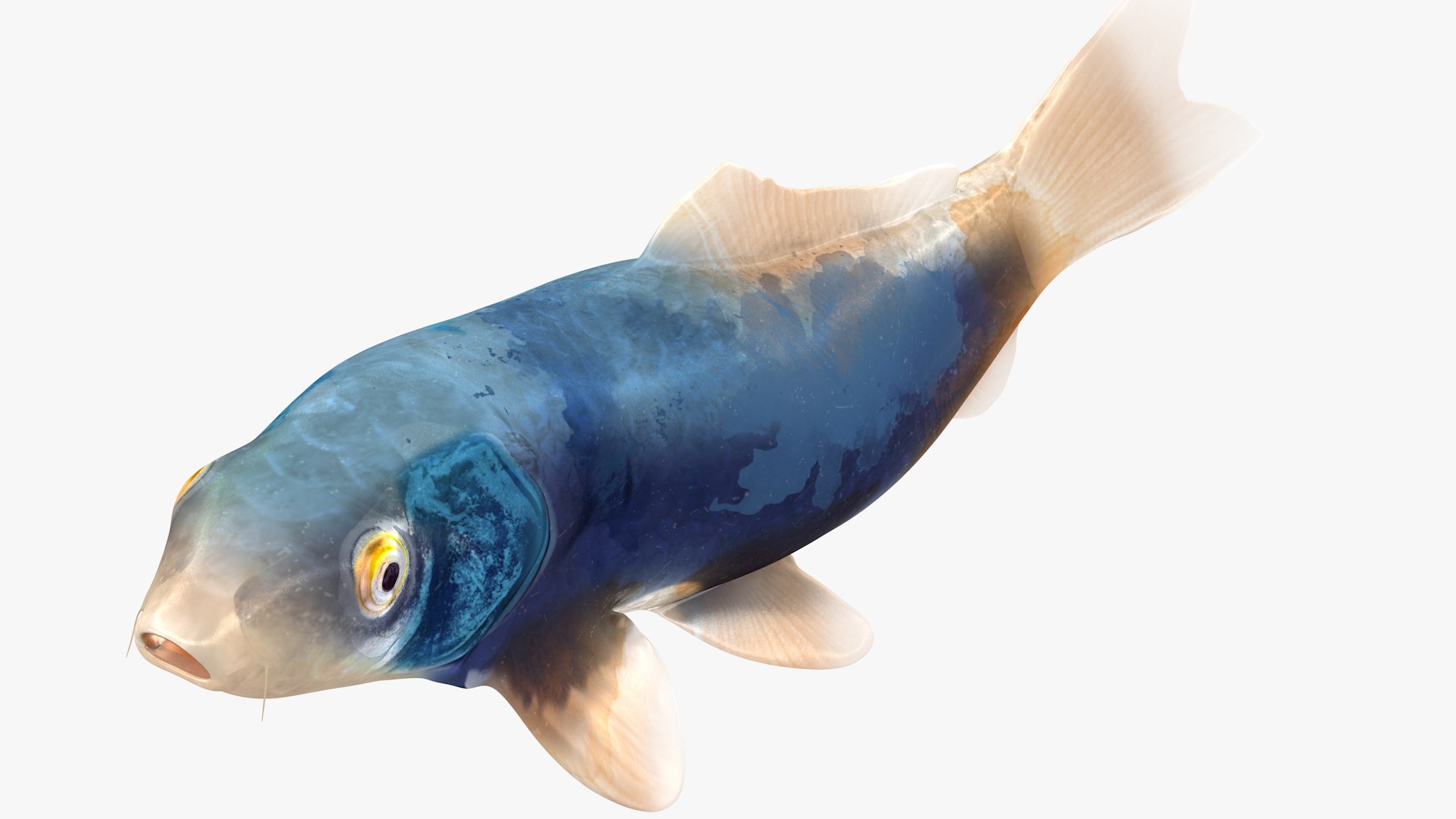 3D model Japanese Carp Fish Rigged L1834 - TurboSquid 1968139