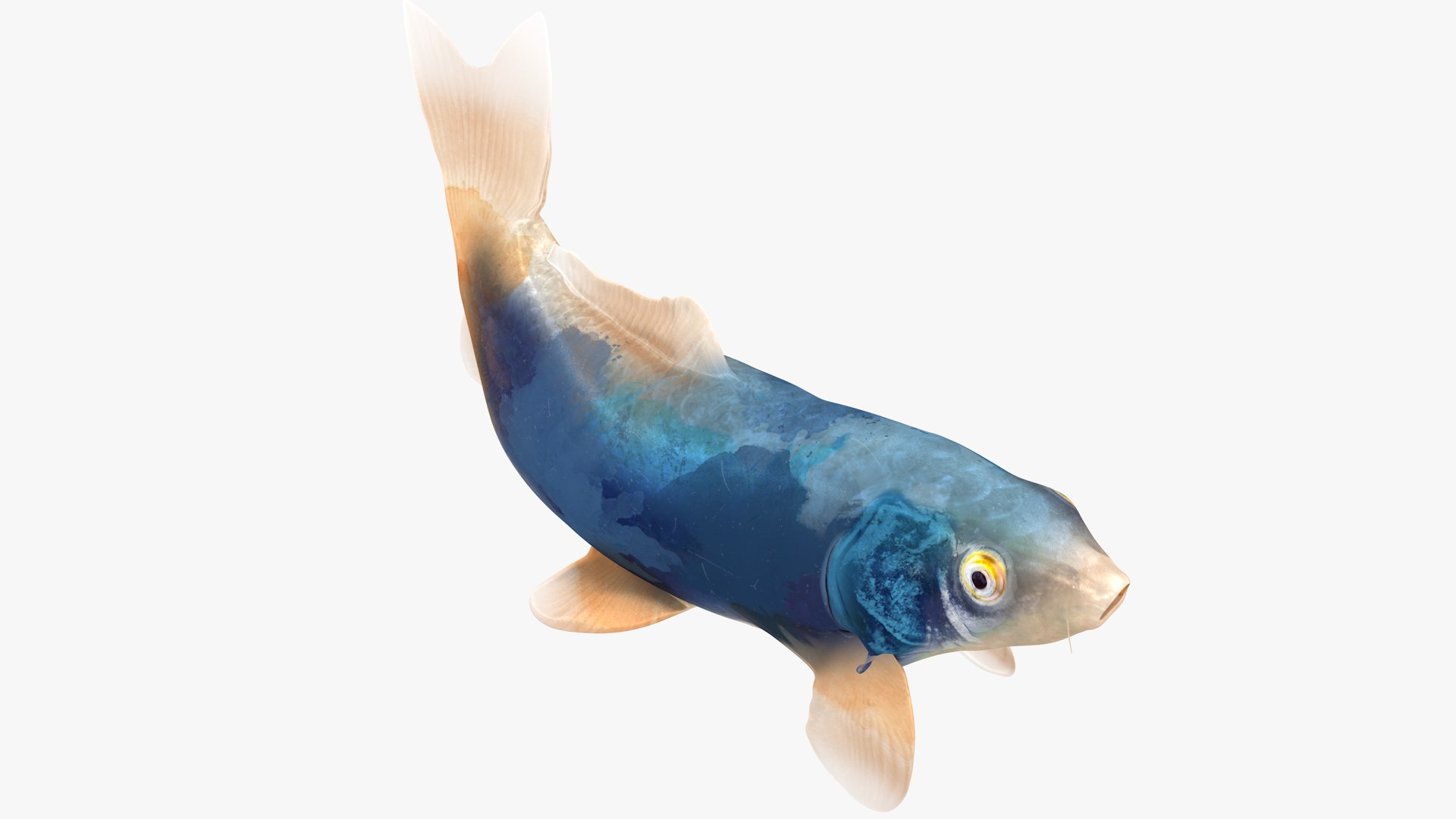 3D model Japanese Carp Fish Rigged L1834 - TurboSquid 1968139