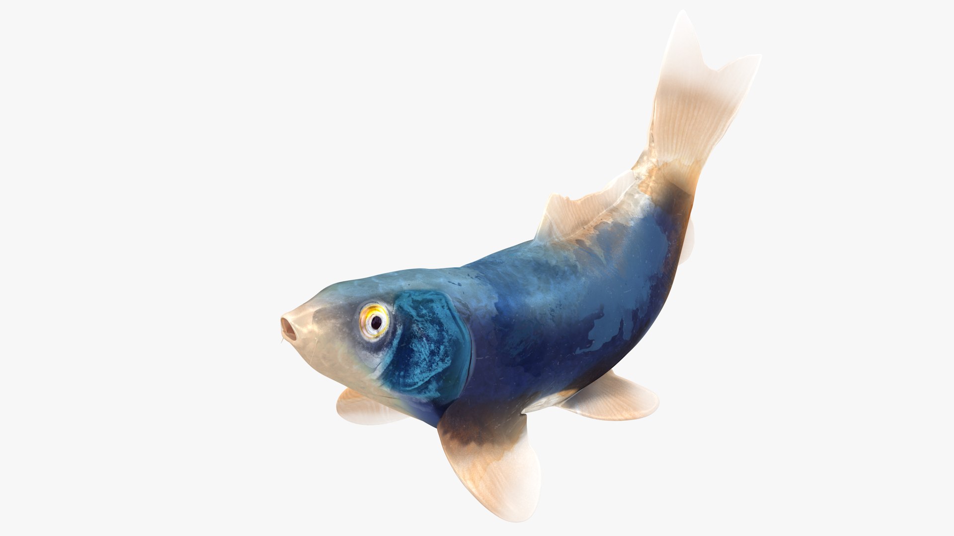 3D Model Japanese Carp Fish Rigged L1834 - TurboSquid 1968139