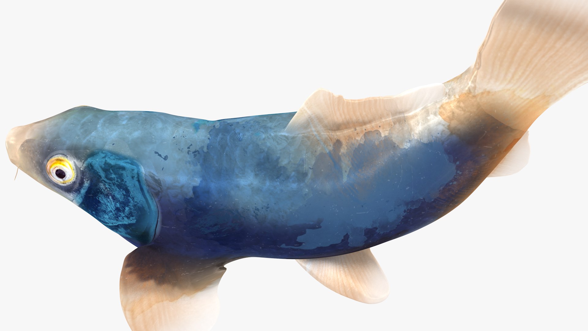 3D model Japanese Carp Fish Rigged L1834 - TurboSquid 1968139