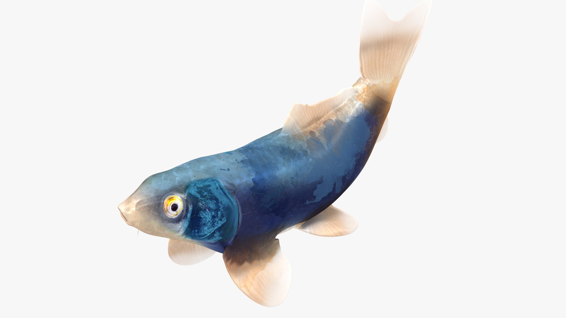 3D model Japanese Carp Fish Rigged L1834 - TurboSquid 1968139