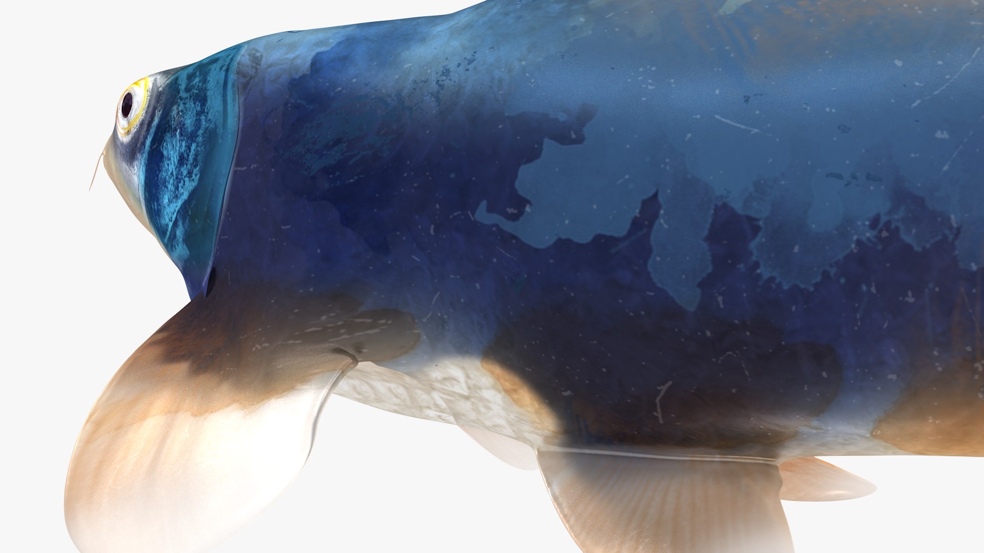 3D model Japanese Carp Fish Rigged L1834 - TurboSquid 1968139