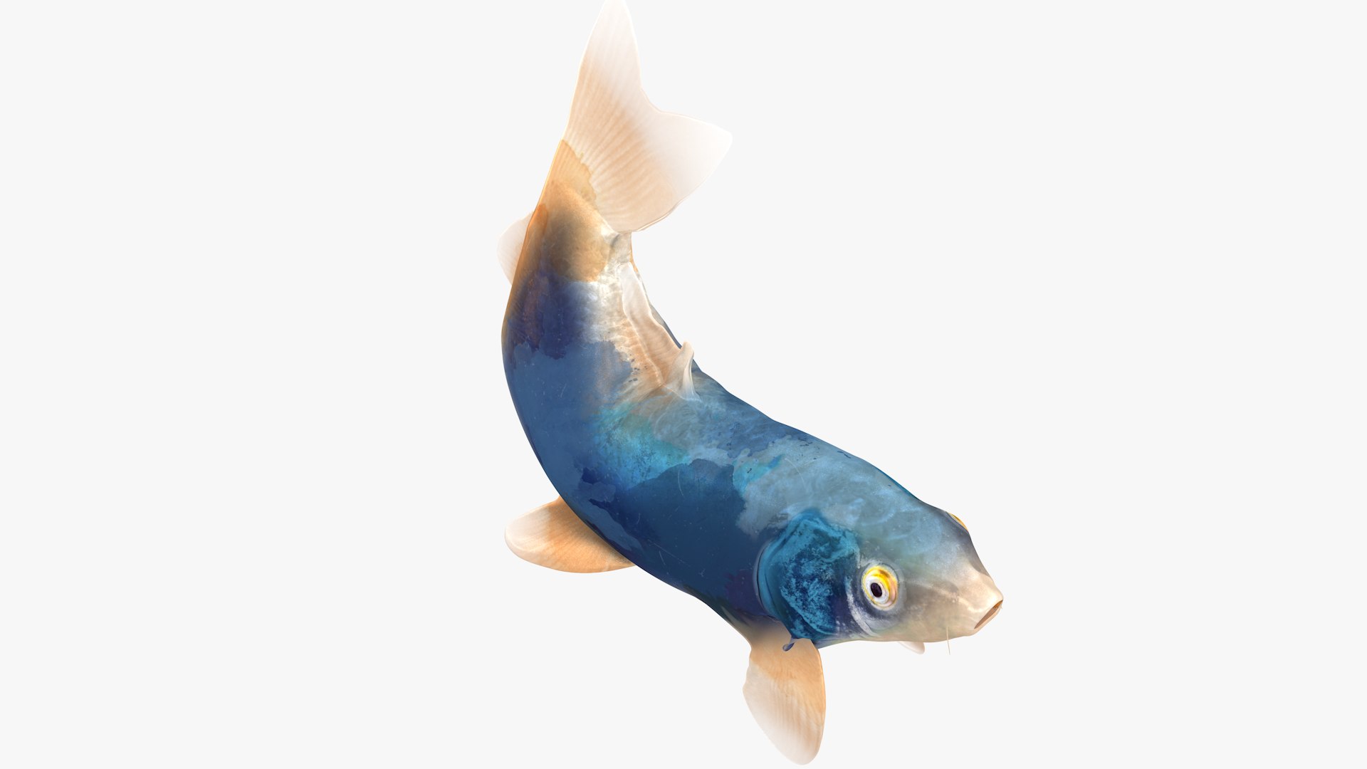 3D model Japanese Carp Fish Rigged L1834 - TurboSquid 1968139