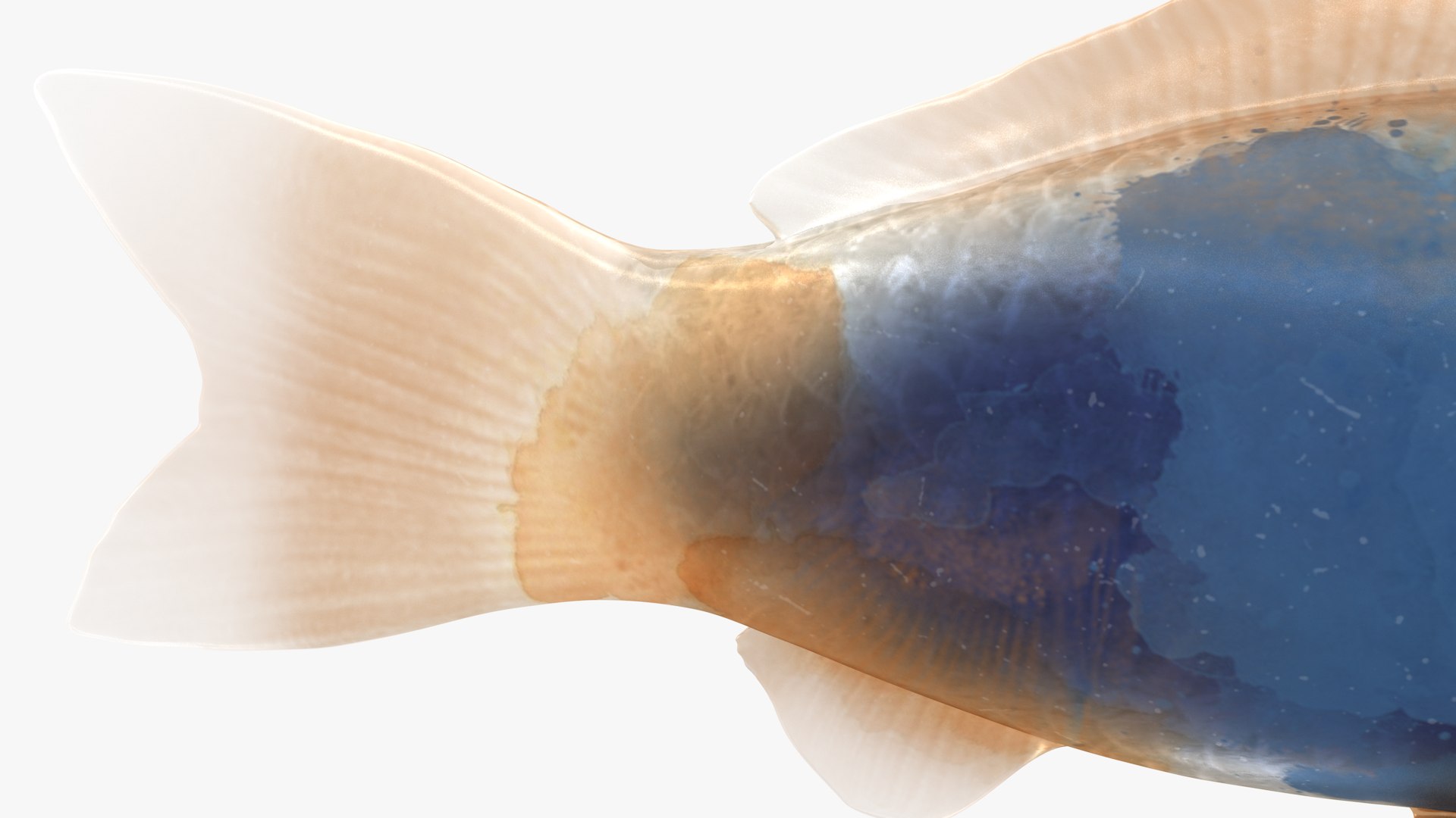 3D model Japanese Carp Fish Rigged L1834 - TurboSquid 1968139