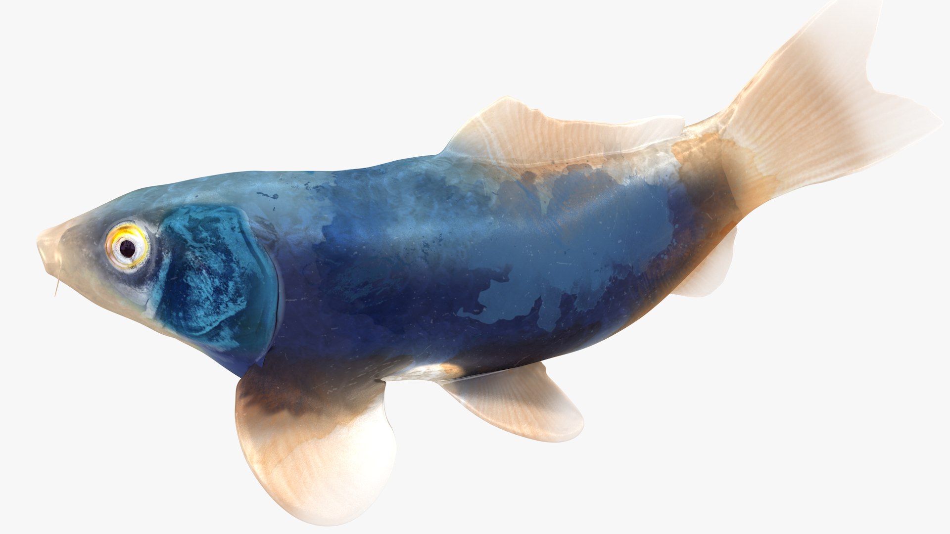 3D model Japanese Carp Fish Rigged L1834 - TurboSquid 1968139