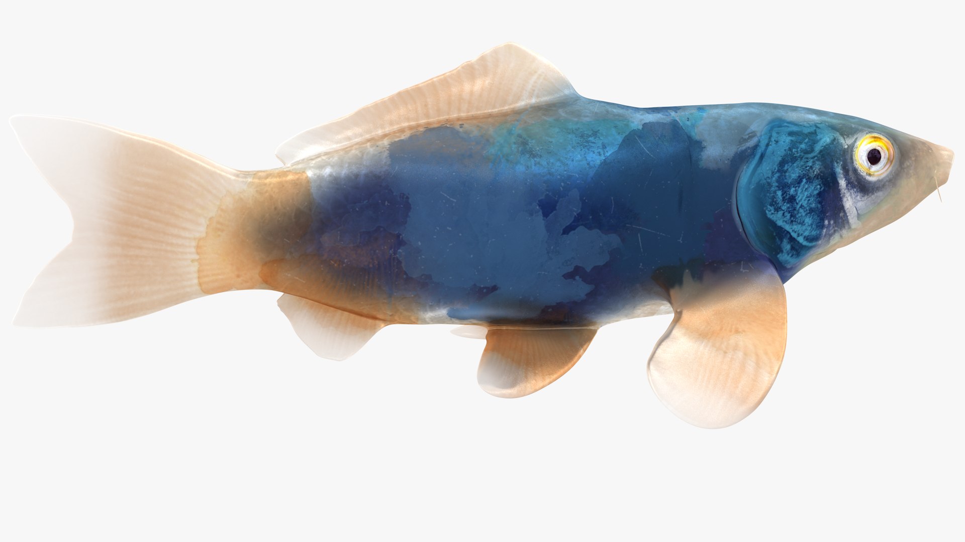 3D model Japanese Carp Fish Rigged L1834 - TurboSquid 1968139