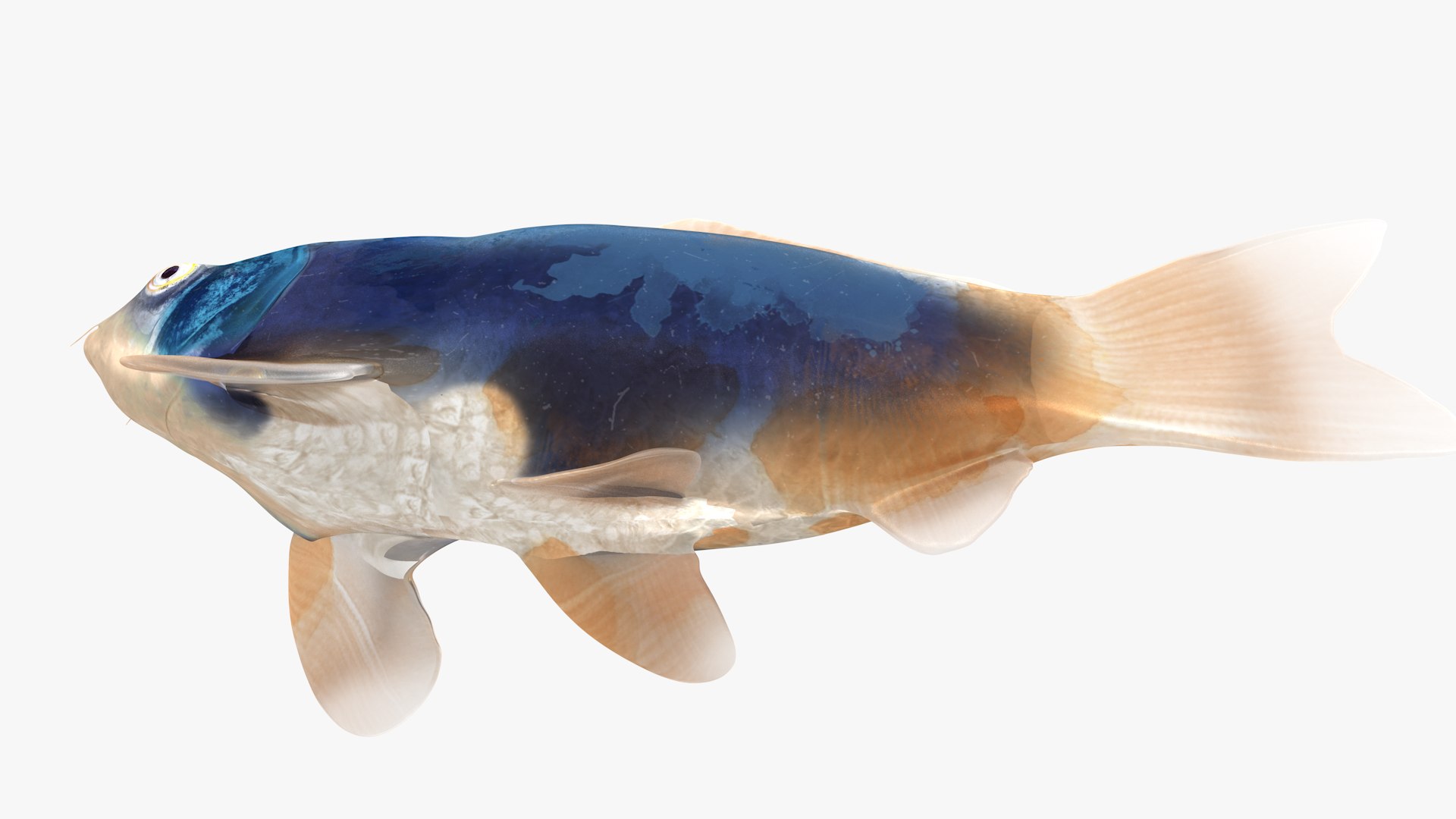 3D model Japanese Carp Fish Rigged L1834 - TurboSquid 1968139