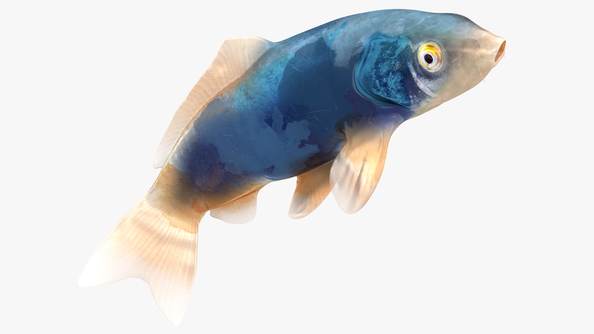 3D model Japanese Carp Fish Rigged L1834 - TurboSquid 1968139