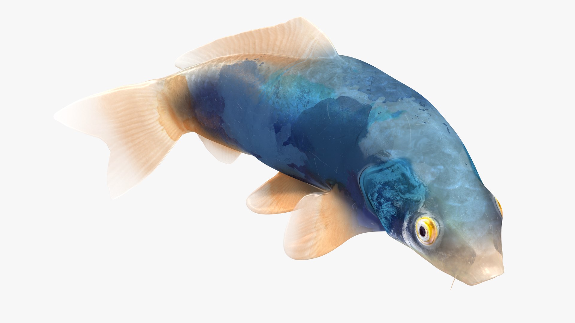 3D model Japanese Carp Fish Rigged L1834 - TurboSquid 1968139