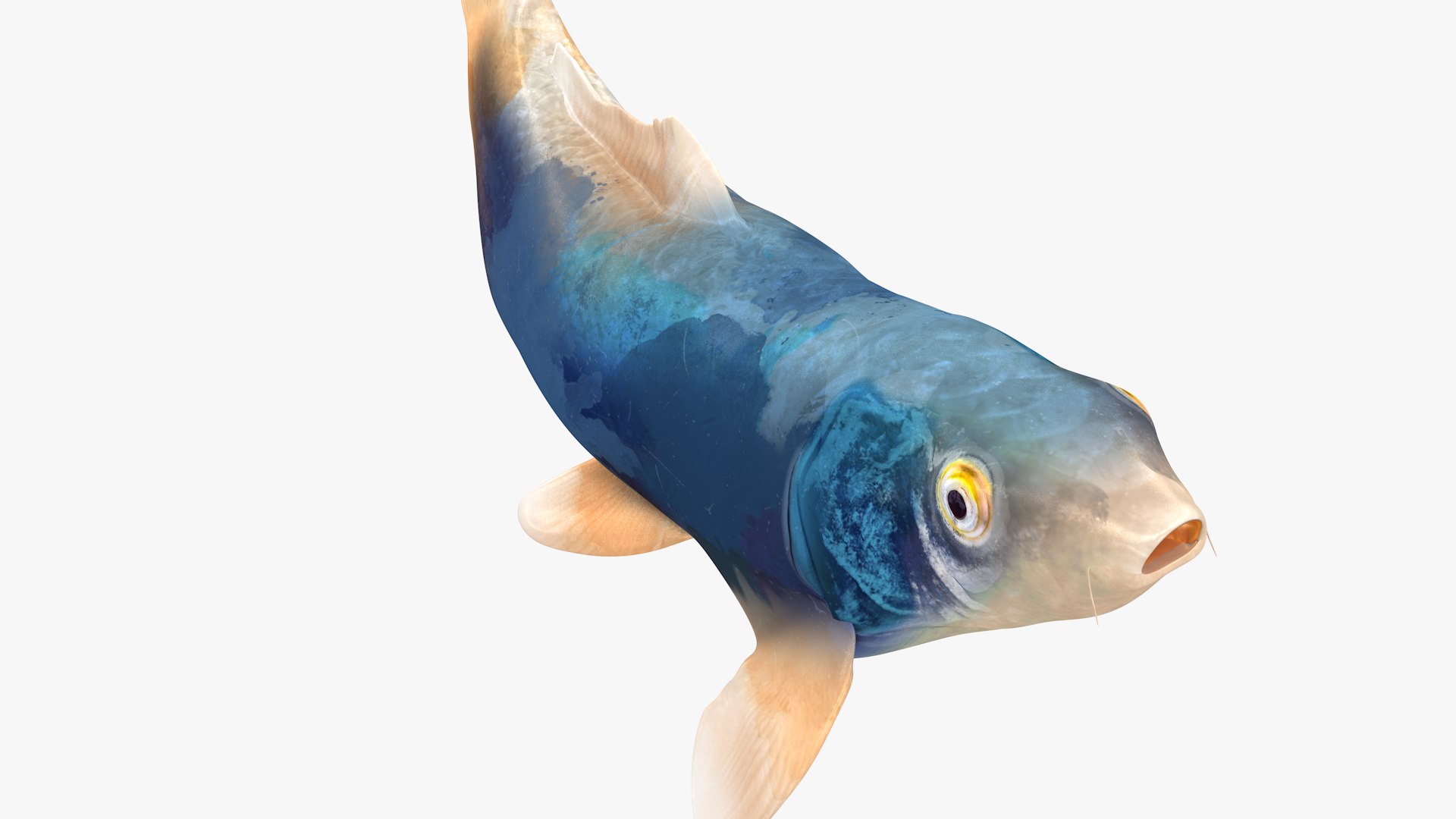 3D model Japanese Carp Fish Rigged L1834 - TurboSquid 1968139