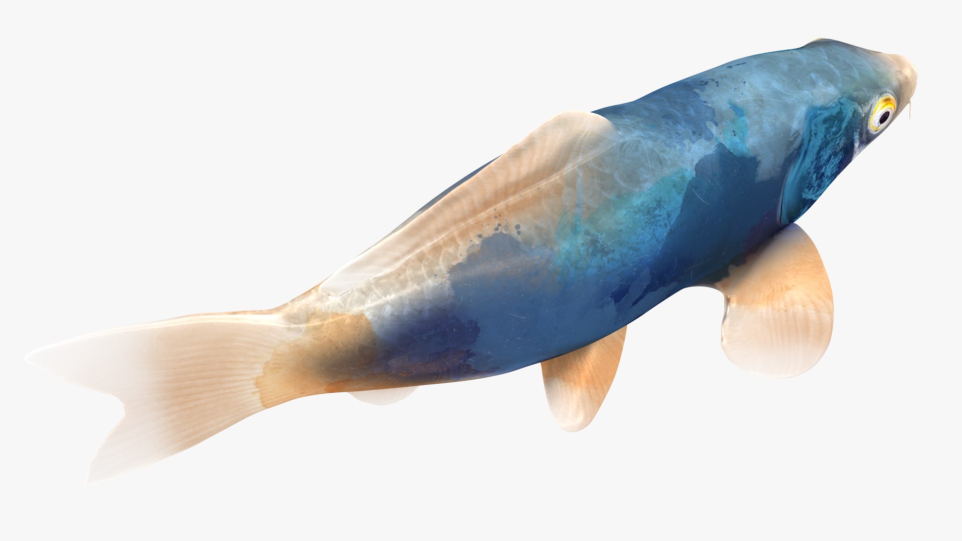 3D model Japanese Carp Fish Rigged L1834 - TurboSquid 1968139