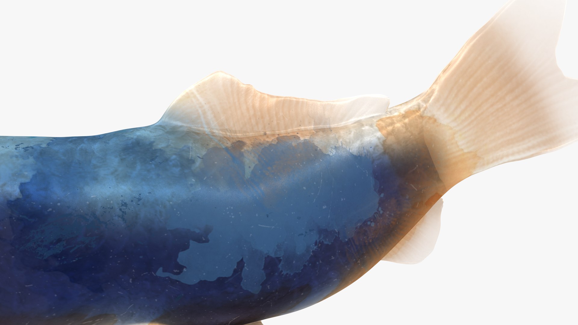 3D model Japanese Carp Fish Rigged L1834 - TurboSquid 1968139