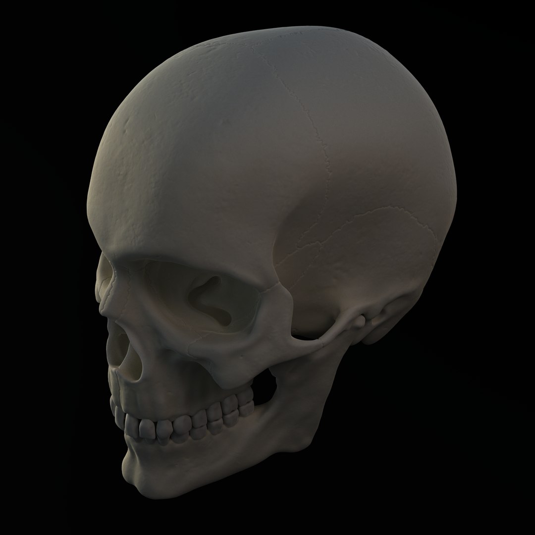 3D Skull Model - TurboSquid 1868087