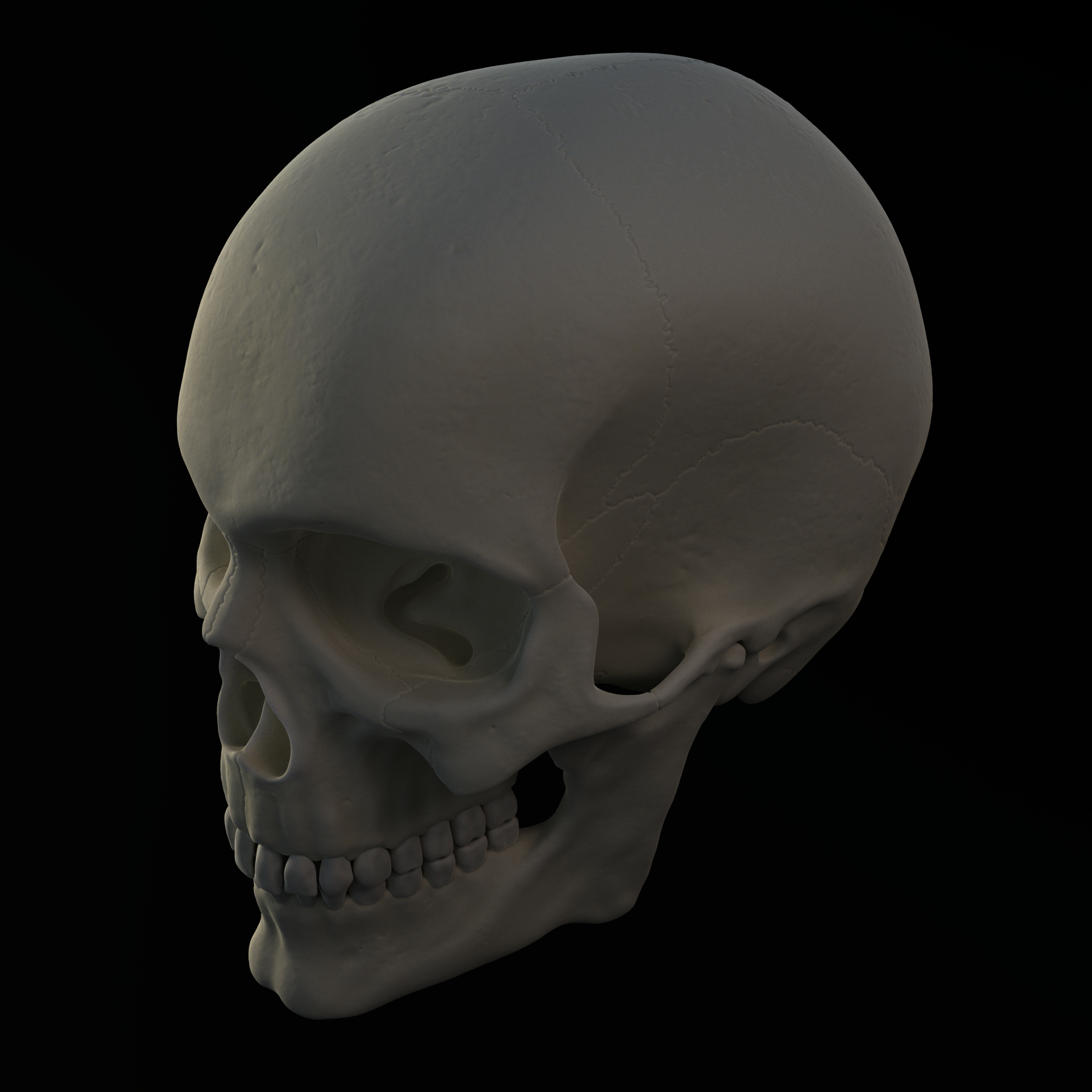 3D Skull model - TurboSquid 1868087